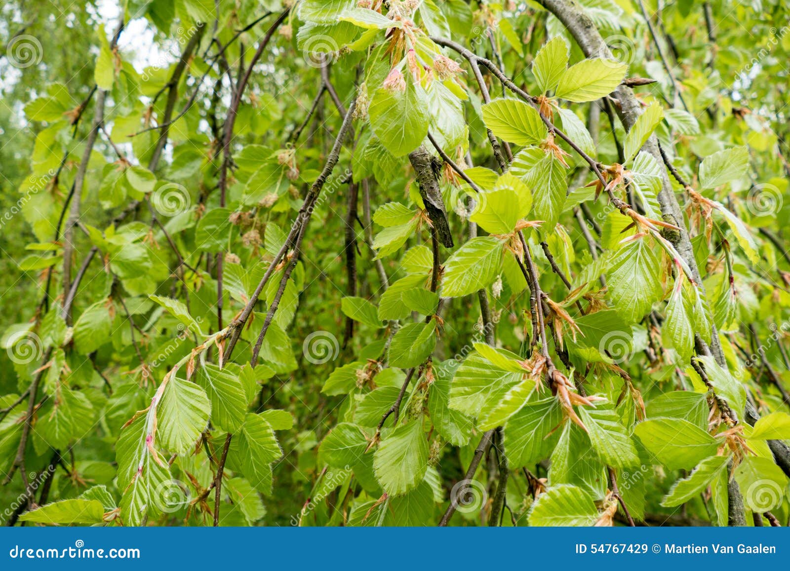 Weeping Beech Tree. Royalty-Free Stock Photography | CartoonDealer.com ...