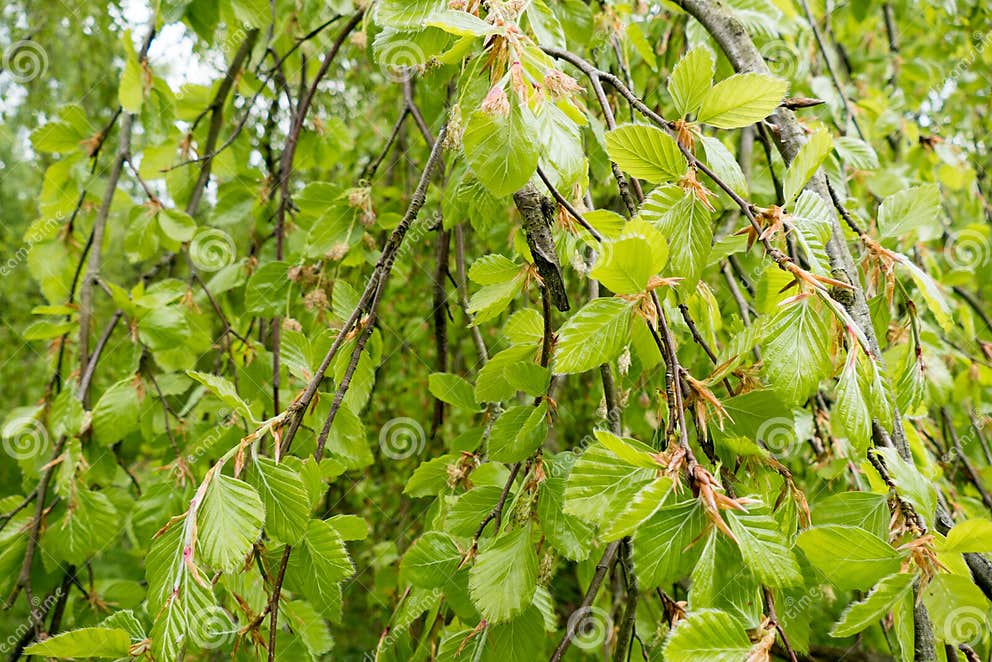 Weeping beech tree. stock image. Image of leaf, spring - 54767429