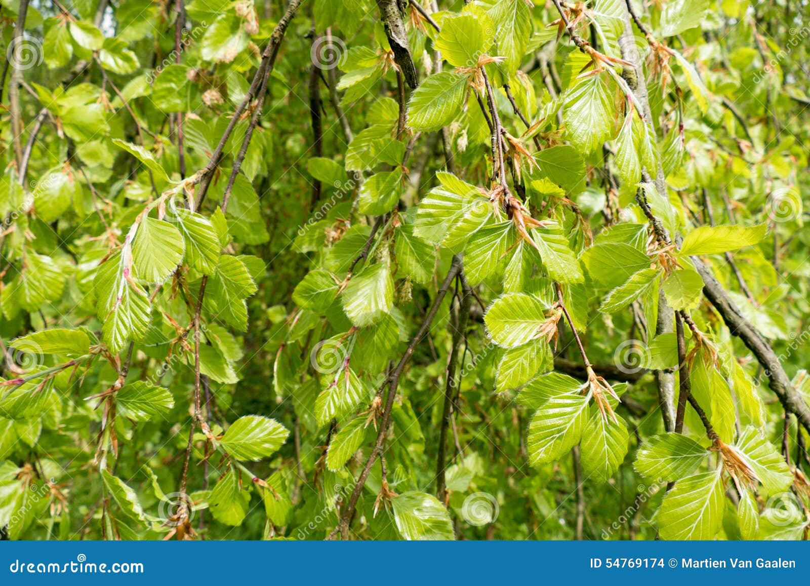 Weeping beech tree. stock photo. Image of leaf, trees - 54769174