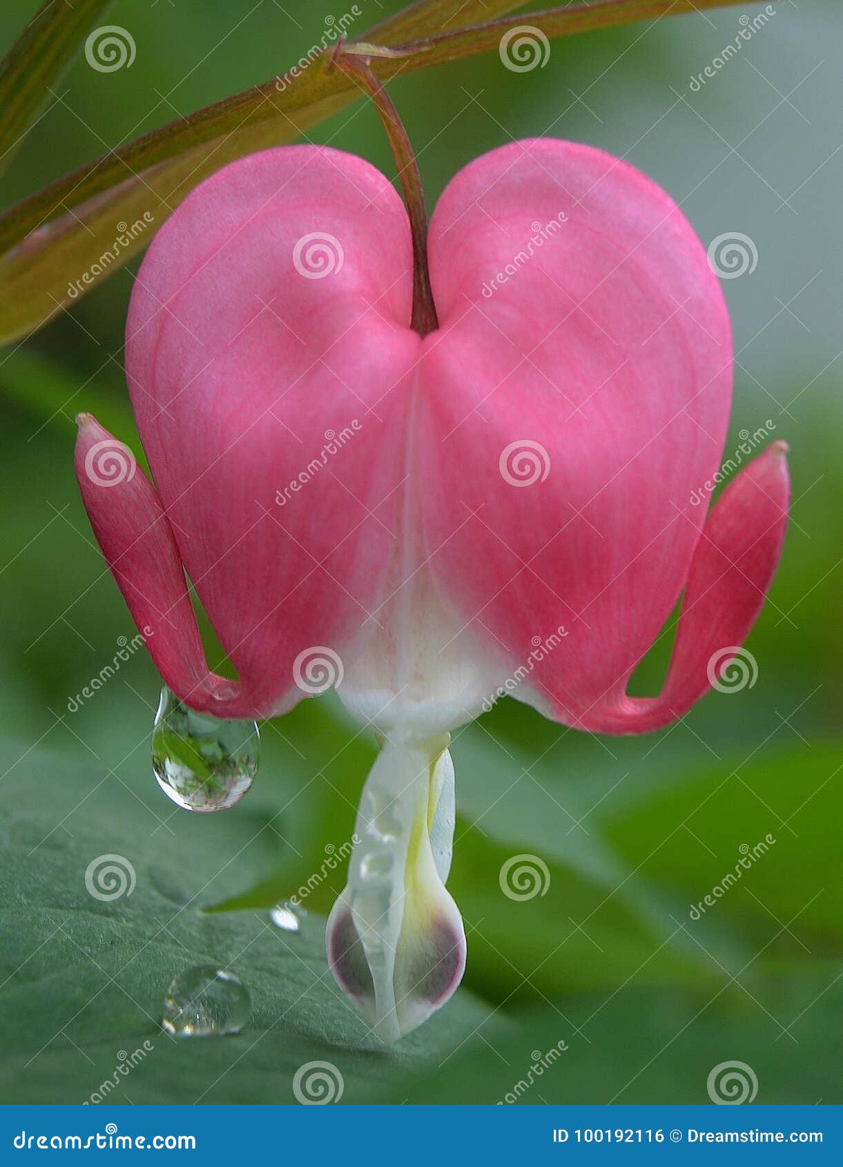 Weeping Bleeding Heart stock photo. Image of pink, drop - 100192116