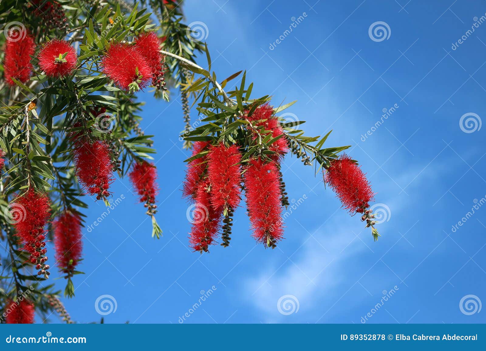 Weeping Bottlebrush Tree stock photo. Image of bottle - 89352878