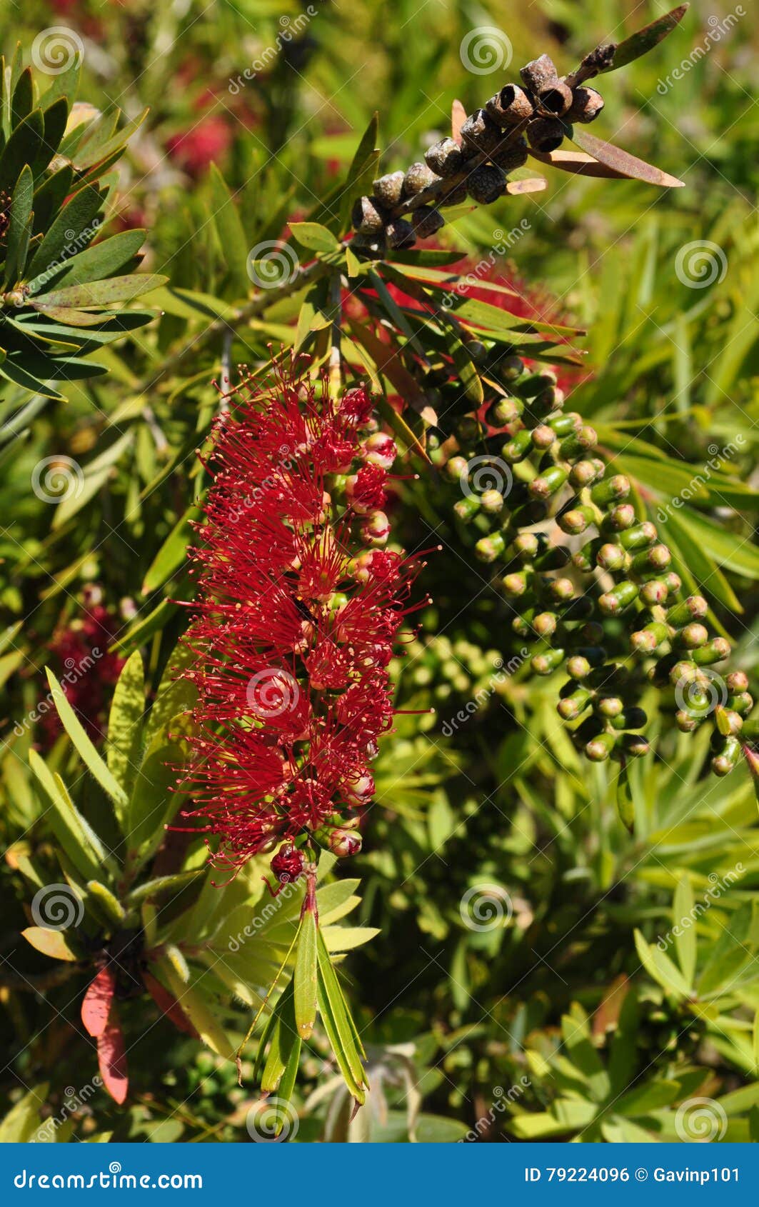 Weeping Bottlebrush Tree Callistemon Viminalis. Stock Photo - Image of ...