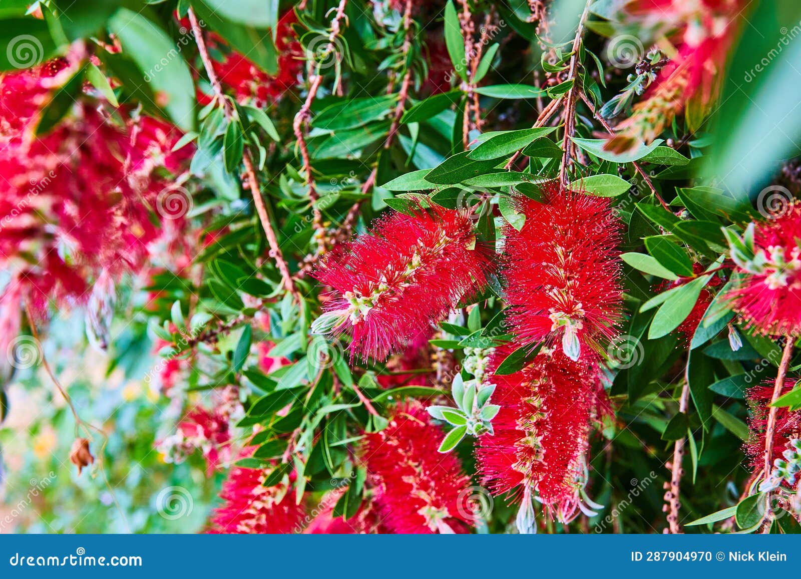 Weeping Bottlebrush Tree with Flowering Red Bristles Stock Photo - Image of flower, 2023: 287904970