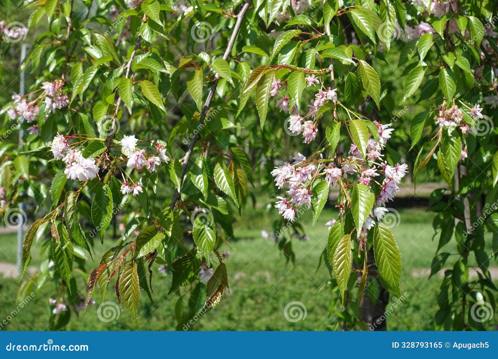 Weeping Branches of Blossoming Kiku Shidare Sakura Tree in May Stock ...
