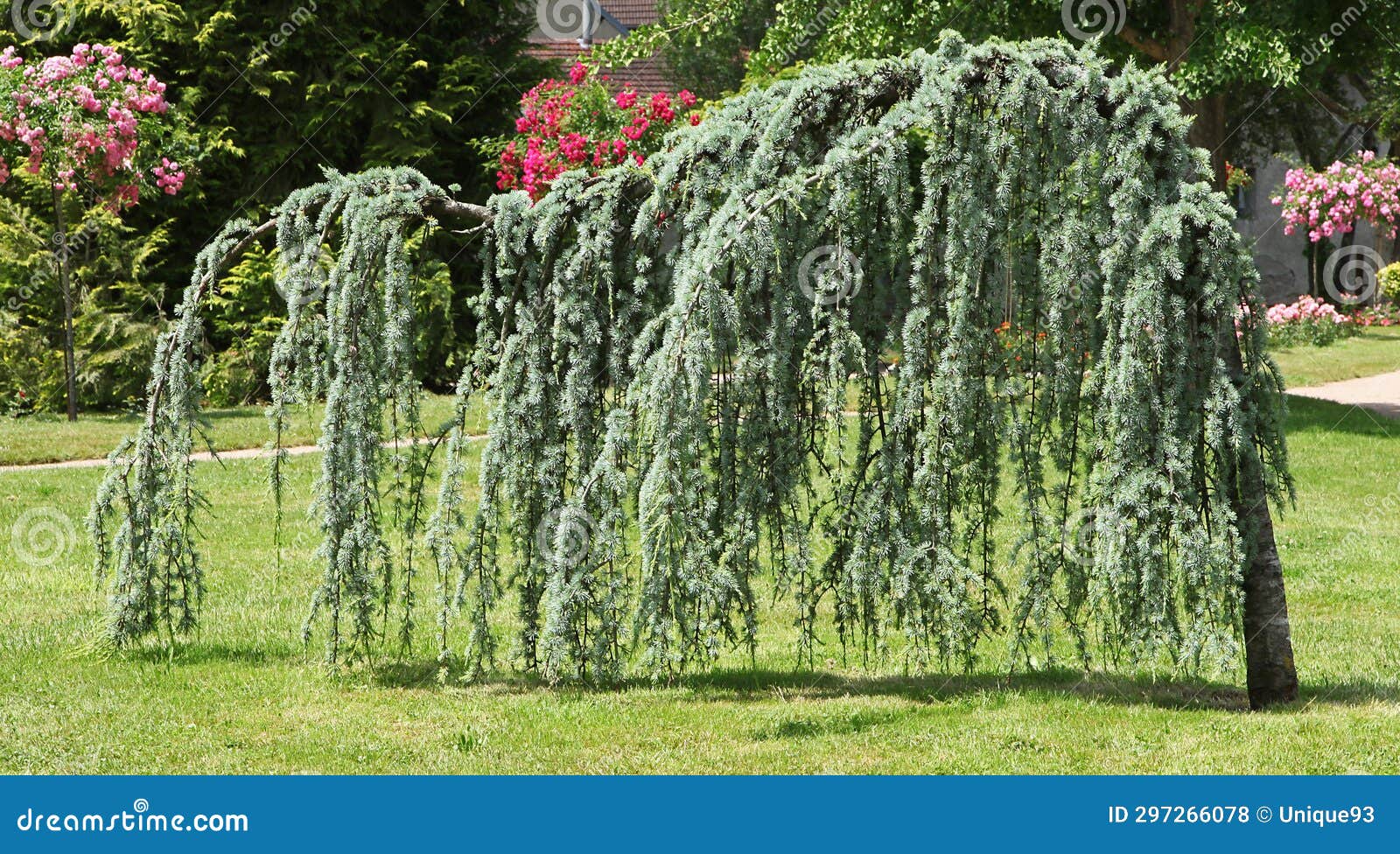 A Weeping Cedar Remarkable for Its Original Habit Stock Photo - Image ...