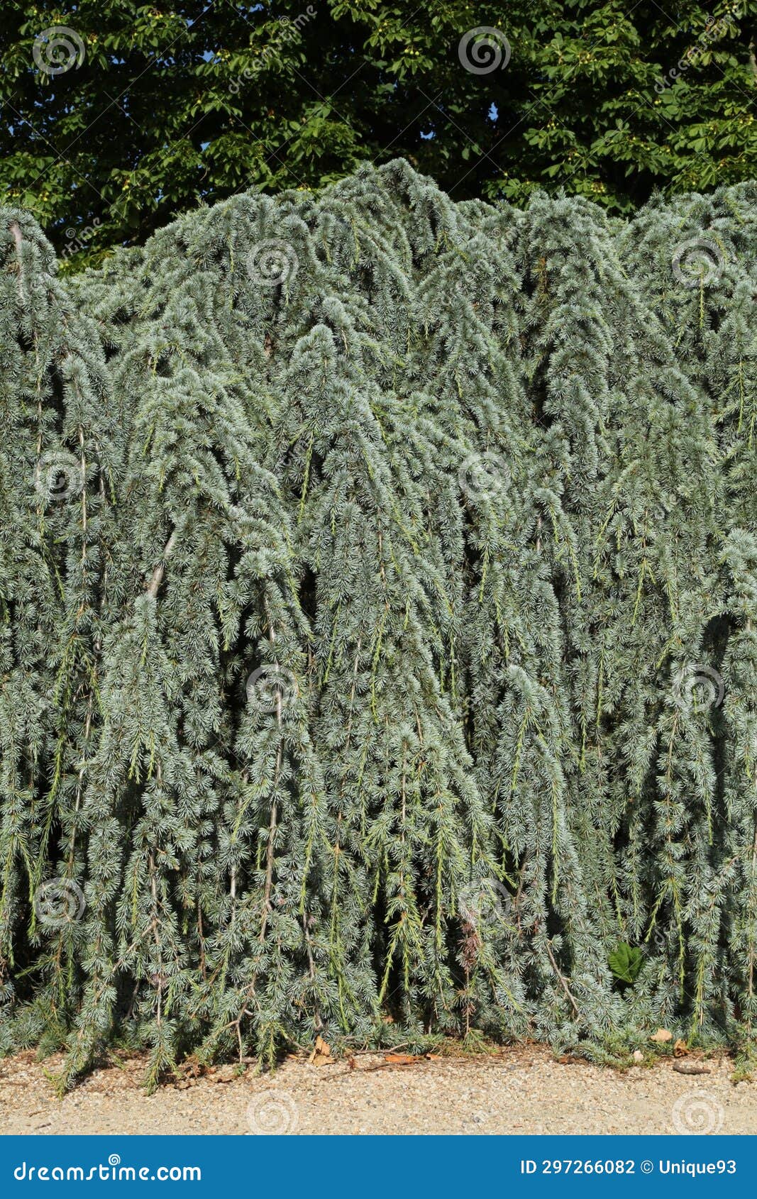 A Weeping Cedar Remarkable for Its Original Habit Stock Photo - Image ...