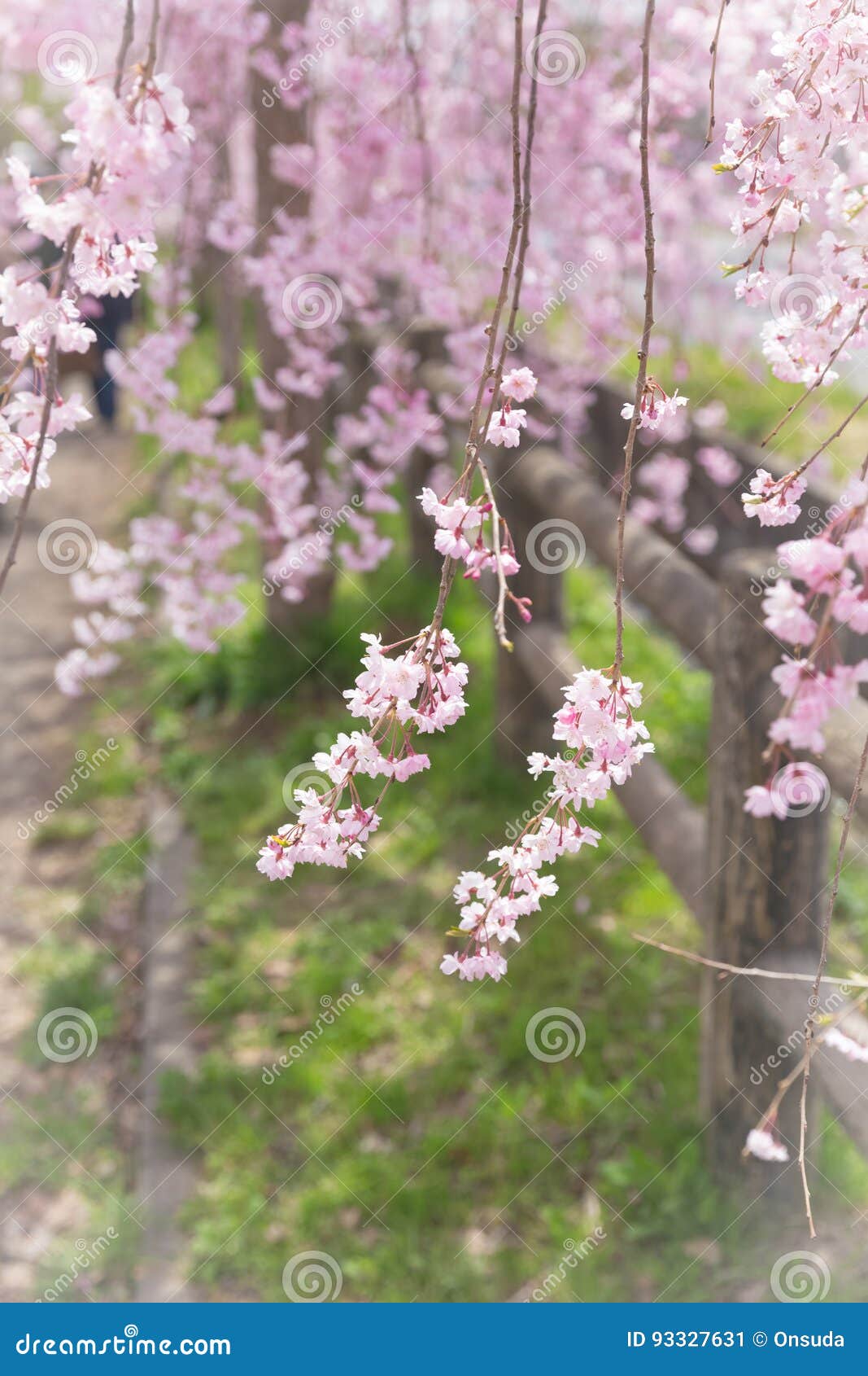 Weeping cherry blossom stock image. Image of gentle, sakura - 93327631
