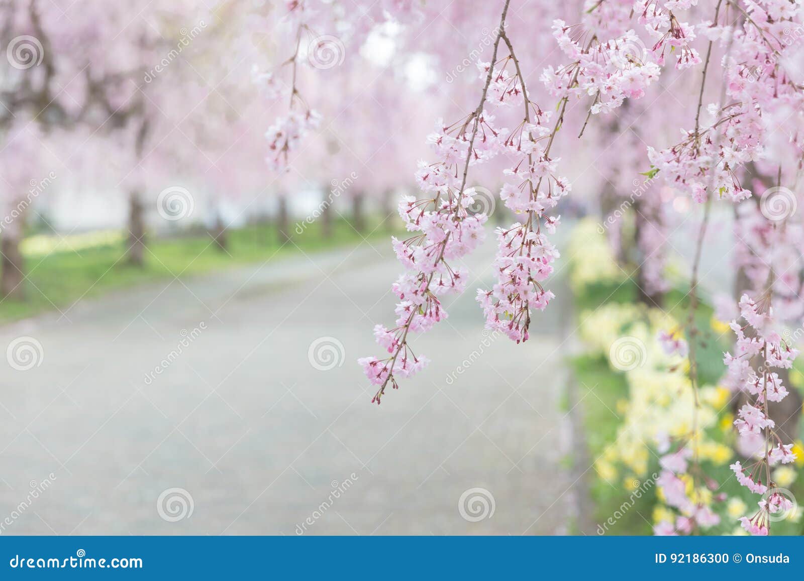 Weeping cherry blossom stock photo. Image of full, cherry - 92186300