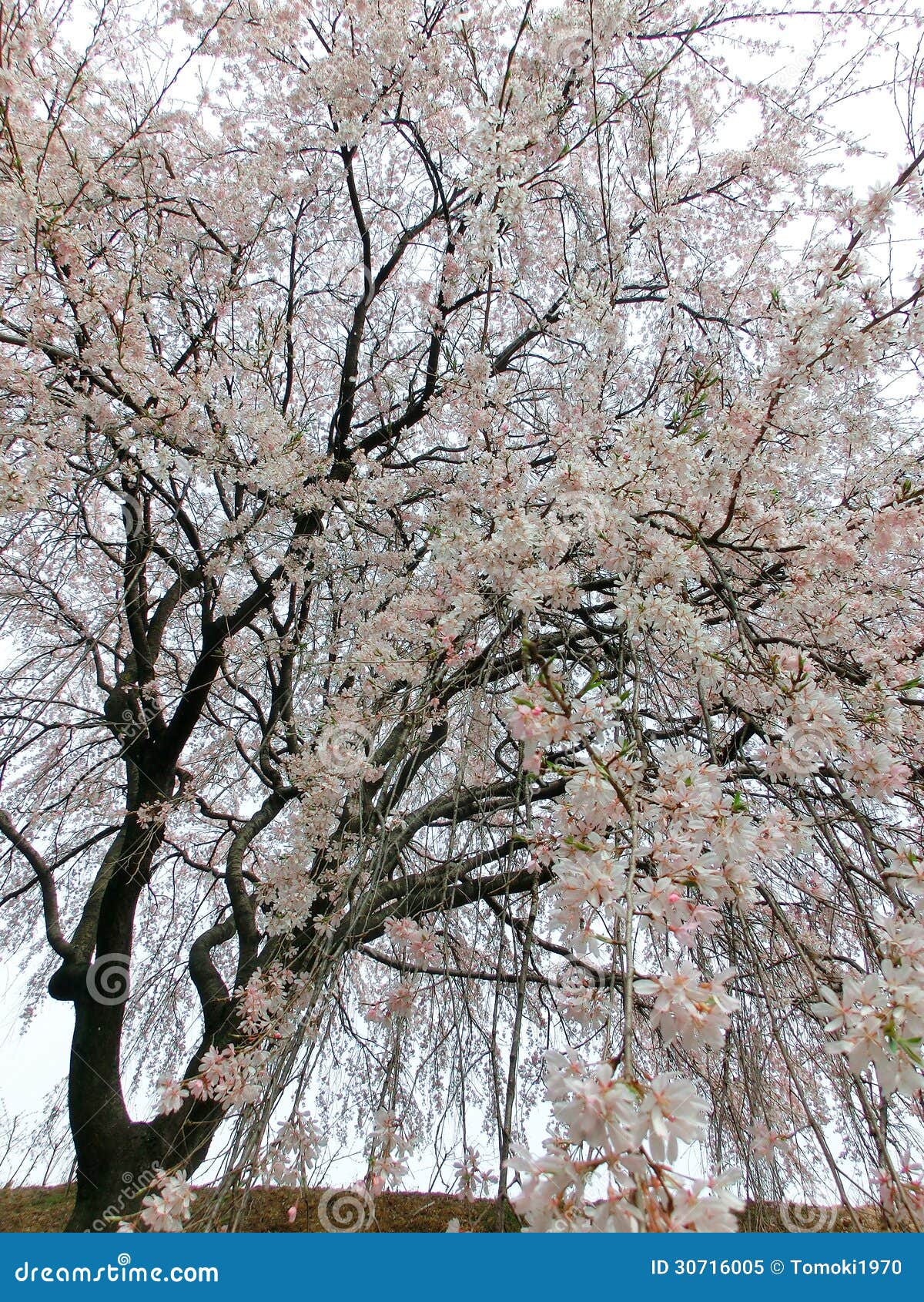 Weeping cherry stock image. Image of plant, april, japan - 30716005