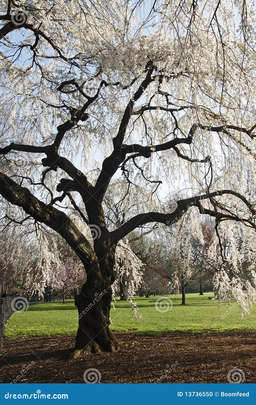 Weeping Cherry Tree stock photo. Image of cherry, flowerr - 13736550