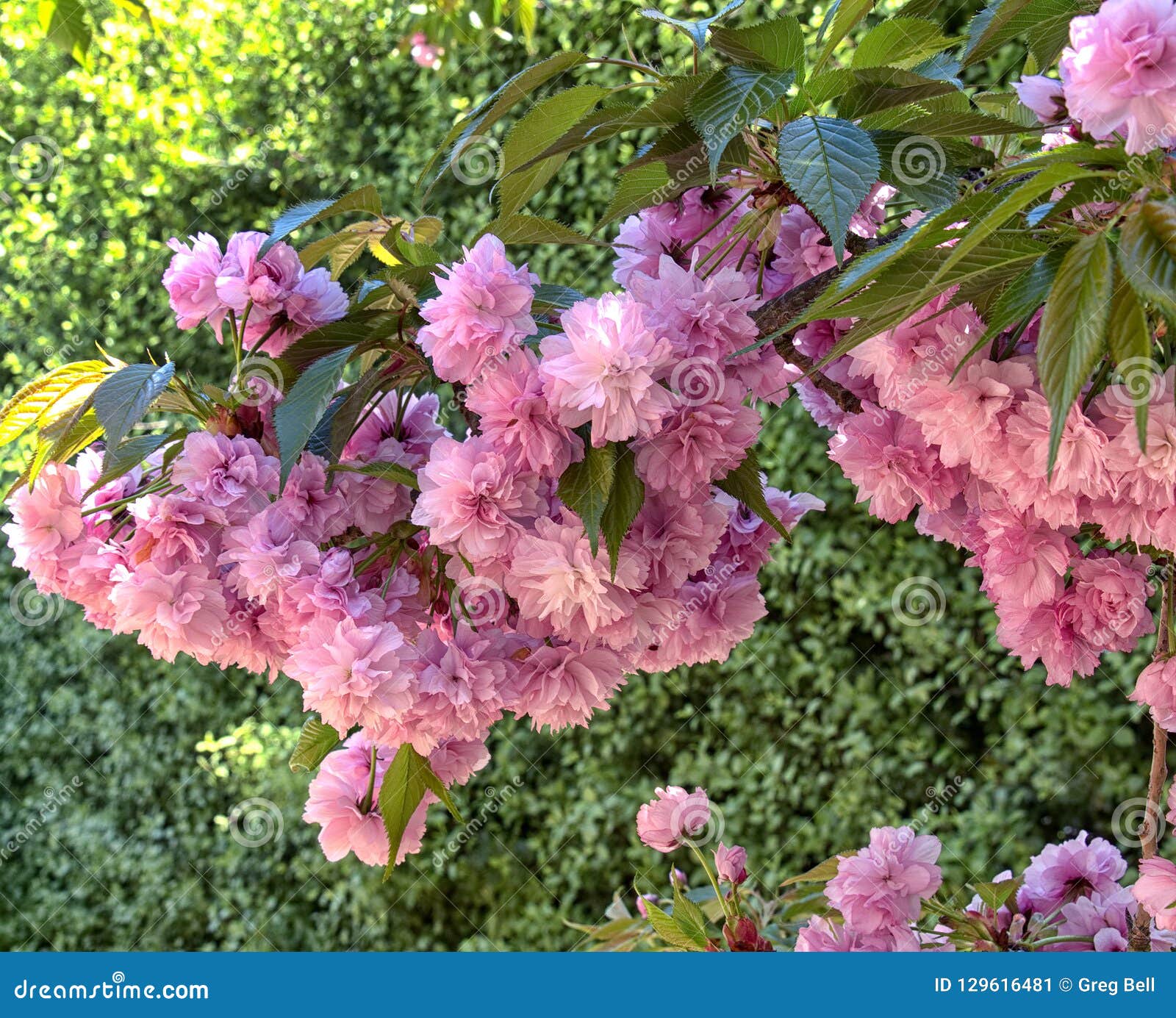 Weeping Cherry Tree Blossom in Spring Stock Image - Image of ...
