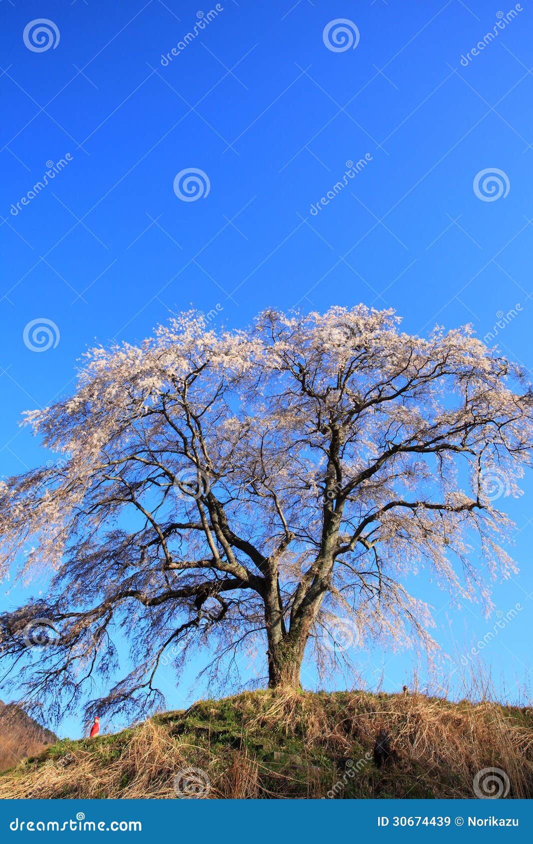 Weeping cherry tree stock image. Image of blossom, ecology - 30674439