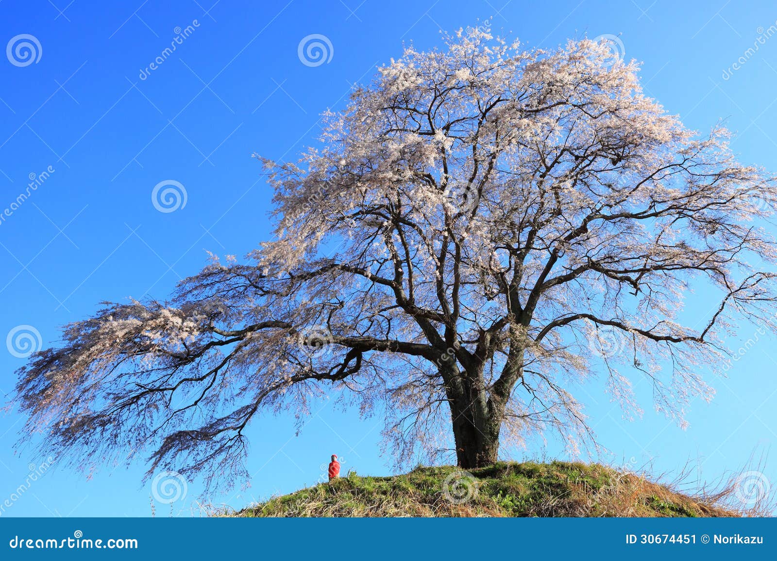 Weeping Cherry Tree In Sakura No Sato Stock Photography | CartoonDealer ...