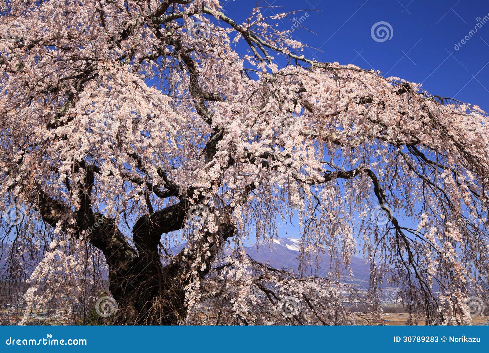 Weeping Cherry Tree and Mountain Stock Image - Image of fresh, natural ...