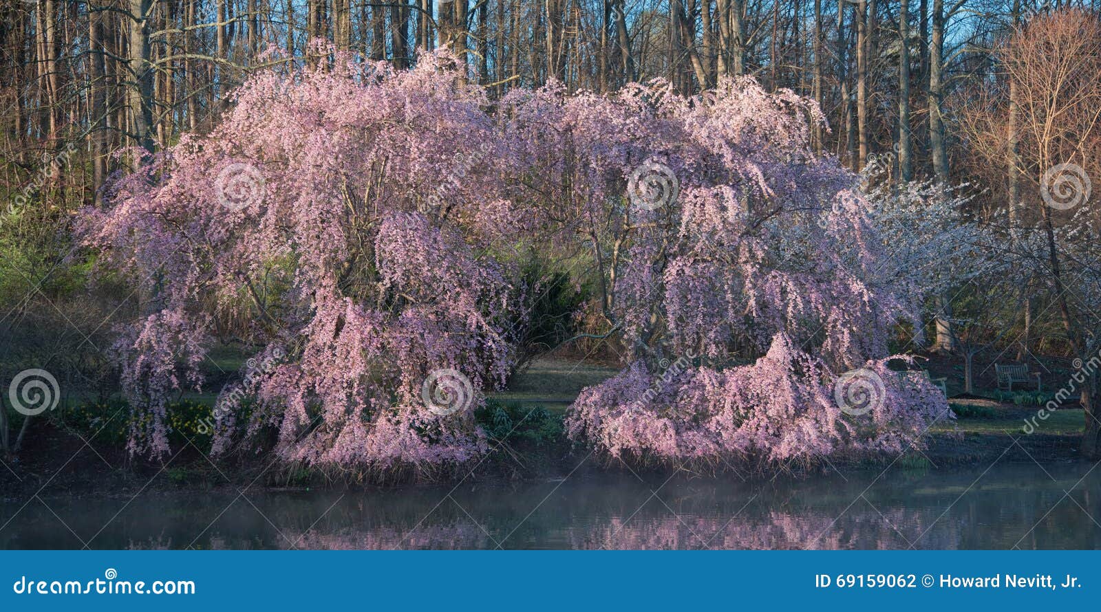 Weeping Cherry Tree In Sakura No Sato Stock Photography | CartoonDealer ...