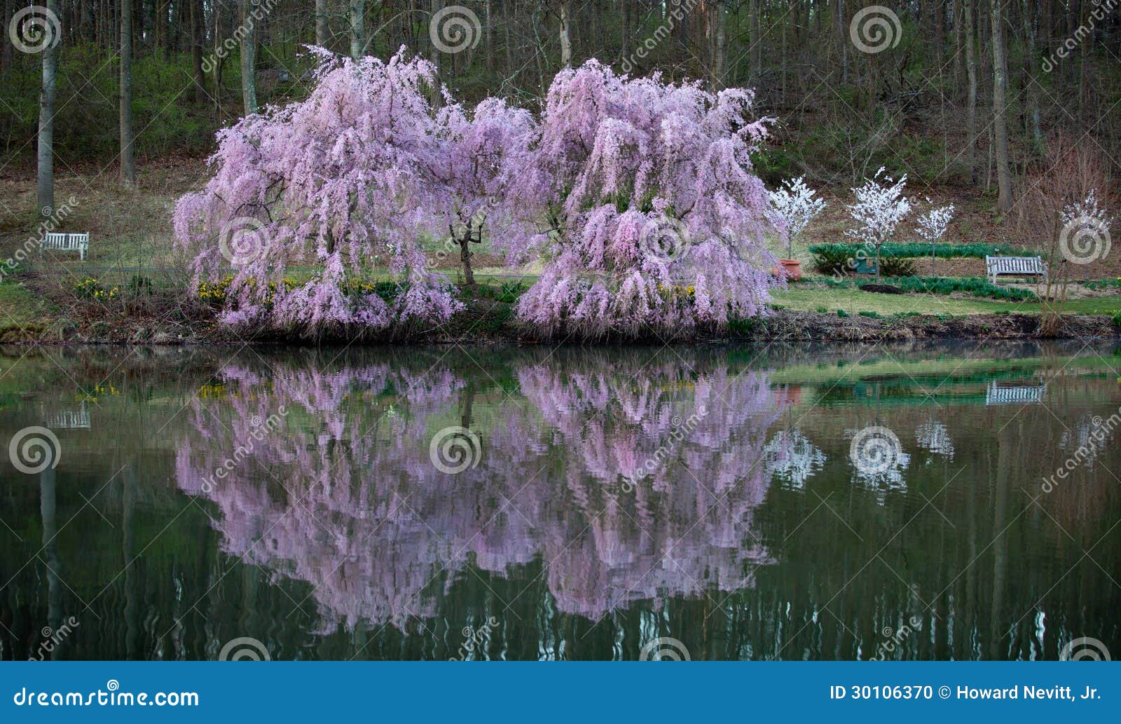 Cherry Blossom Reflections stock photo. Image of pond - 30106370