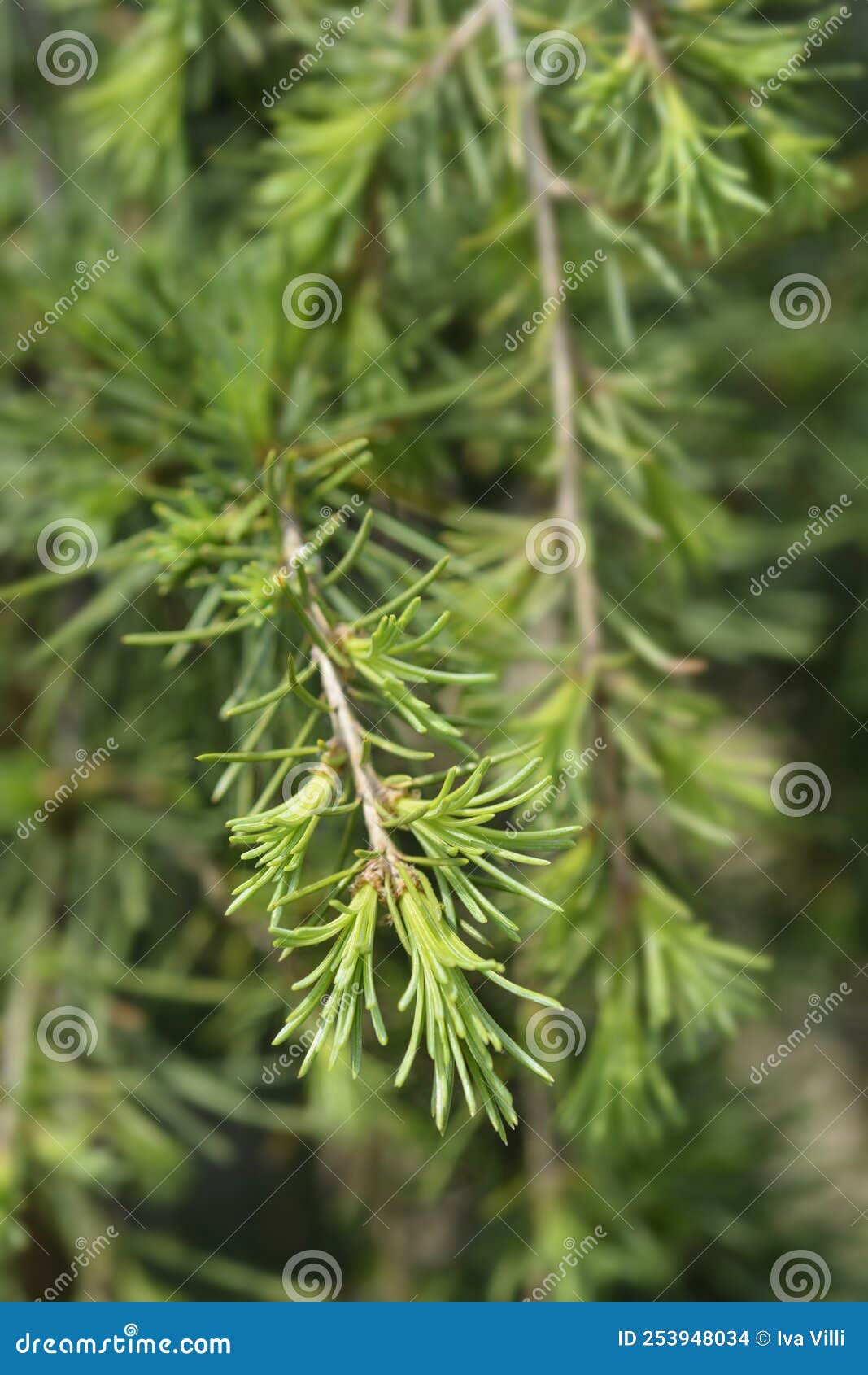Weeping deodar cedar stock photo. Image of plant, tree - 253948034