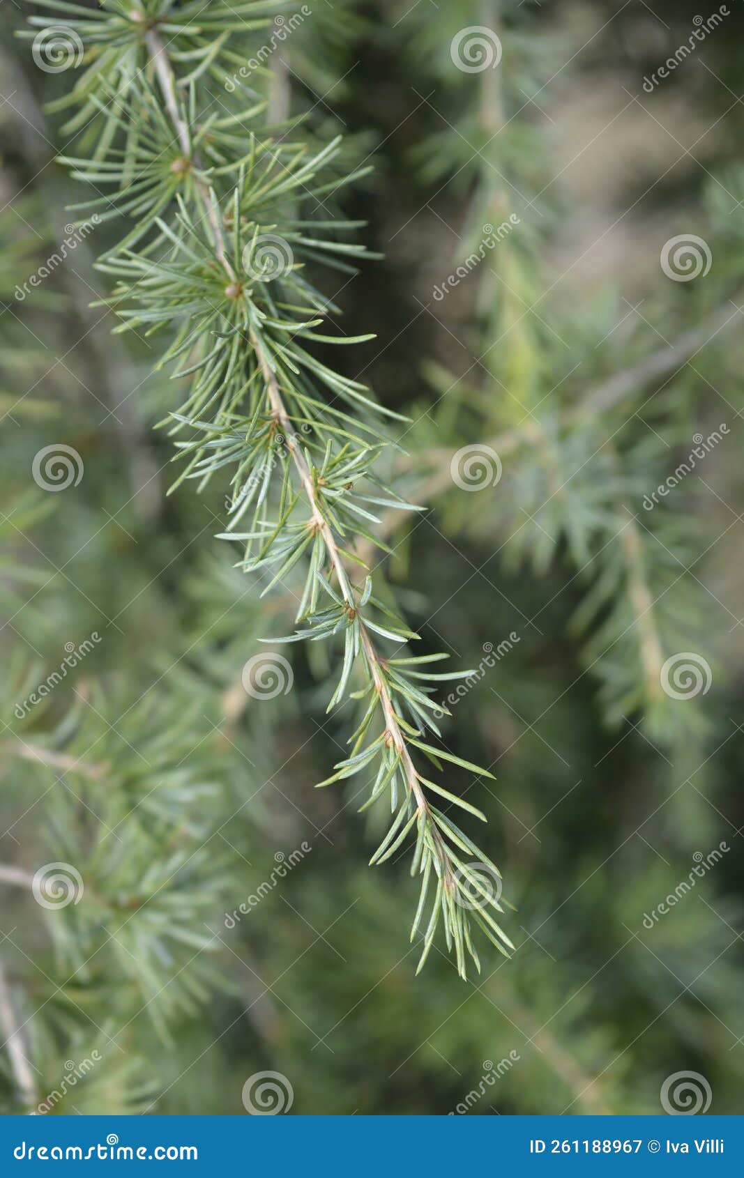 Weeping deodar cedar stock image. Image of autumn, botany - 261188967