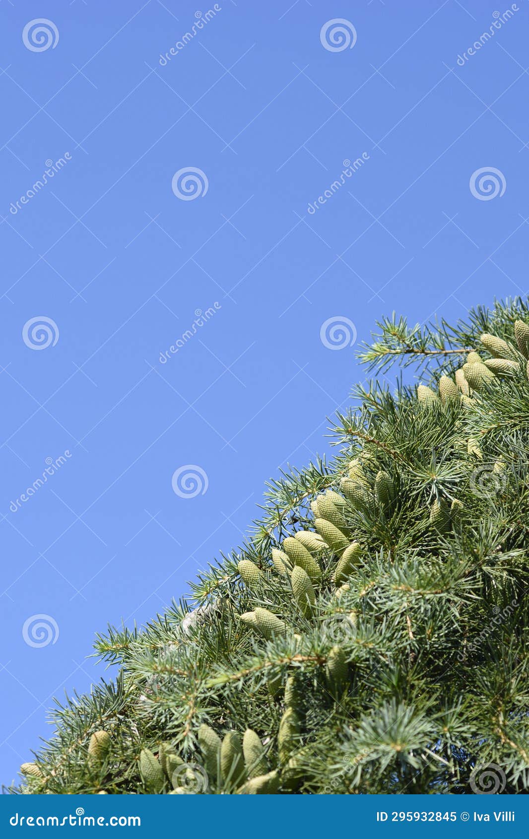 Weeping deodar cedar stock image. Image of seed, deodara - 295932845