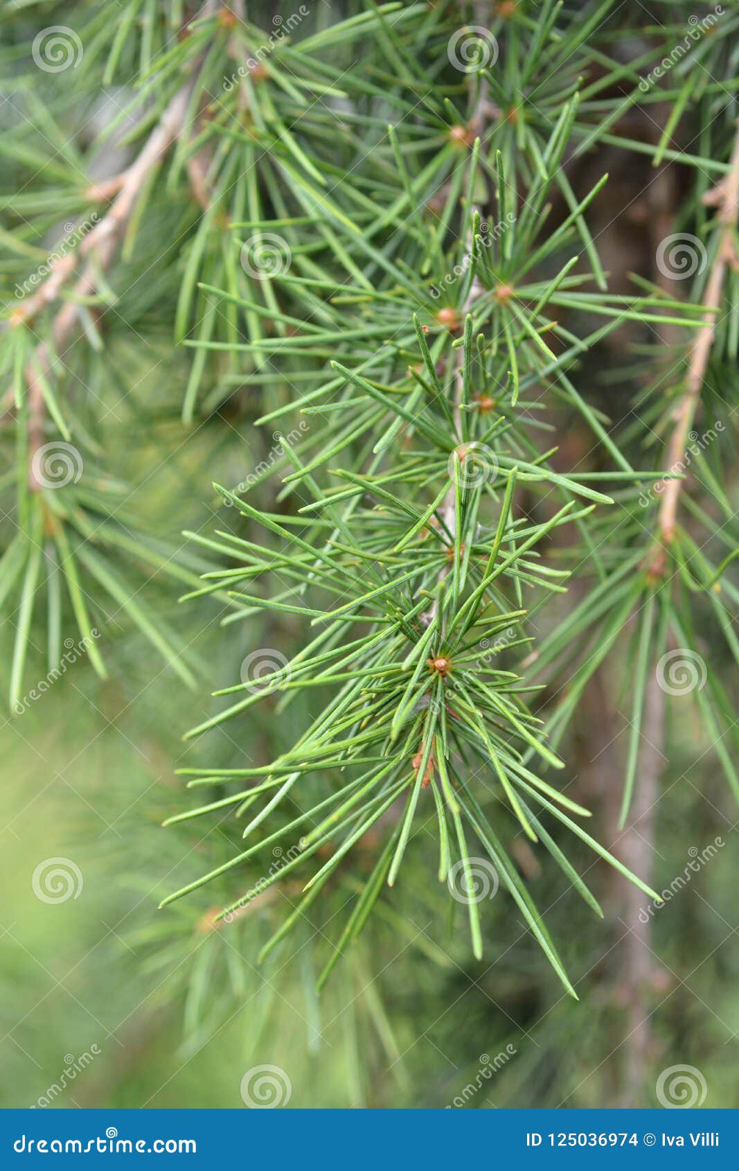 Weeping deodar stock photo. Image of green, leaf, needle - 125036974