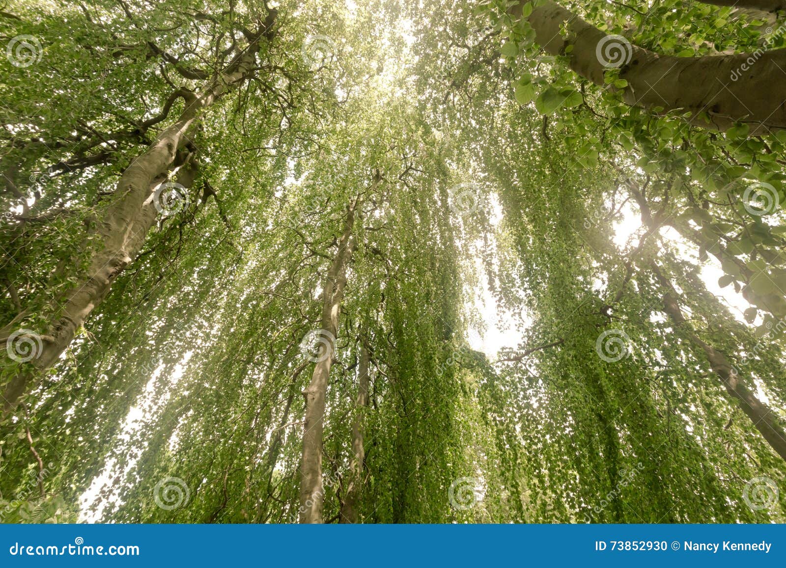 Weeping European Beech stock photo. Image of limbs, mature - 73852930