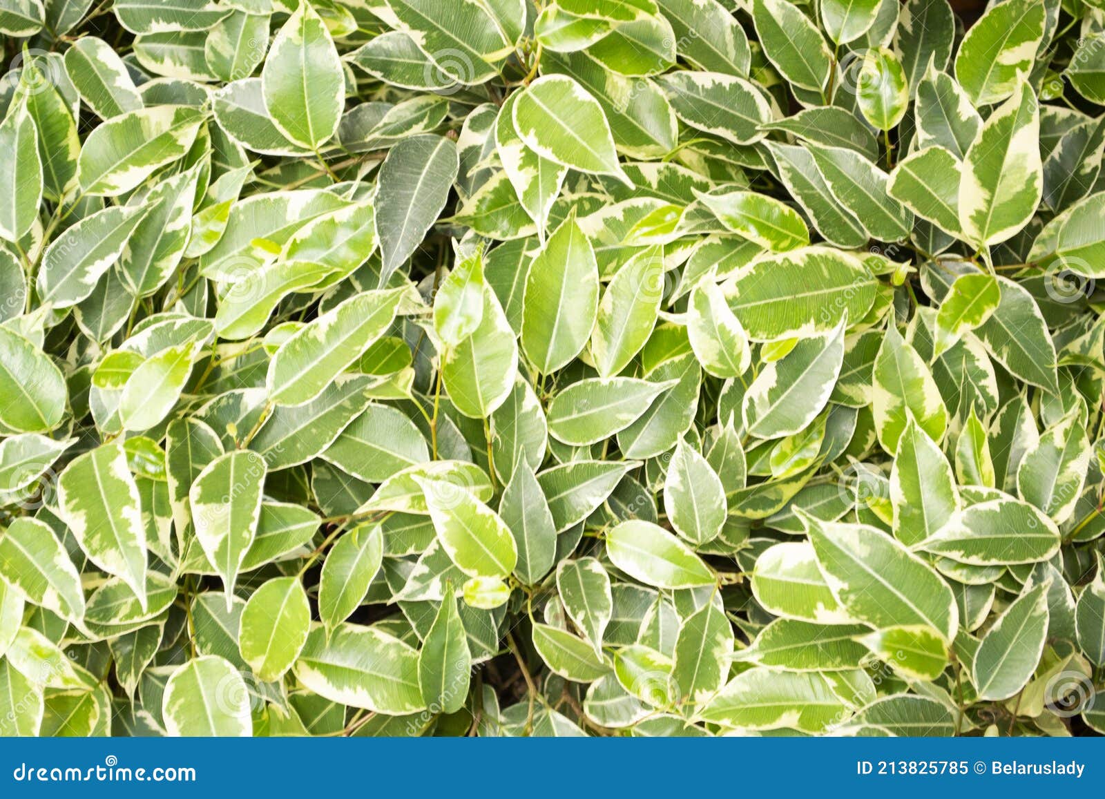 Weeping Fig, Benjamin Fig, Ficus Tree Leaves Close Up Texture ...