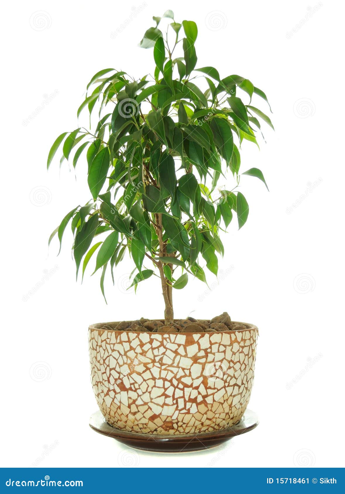 Ficus Benjamina Beringin, Commonly Known As Weeping Fig Or Benjamin Fig ...