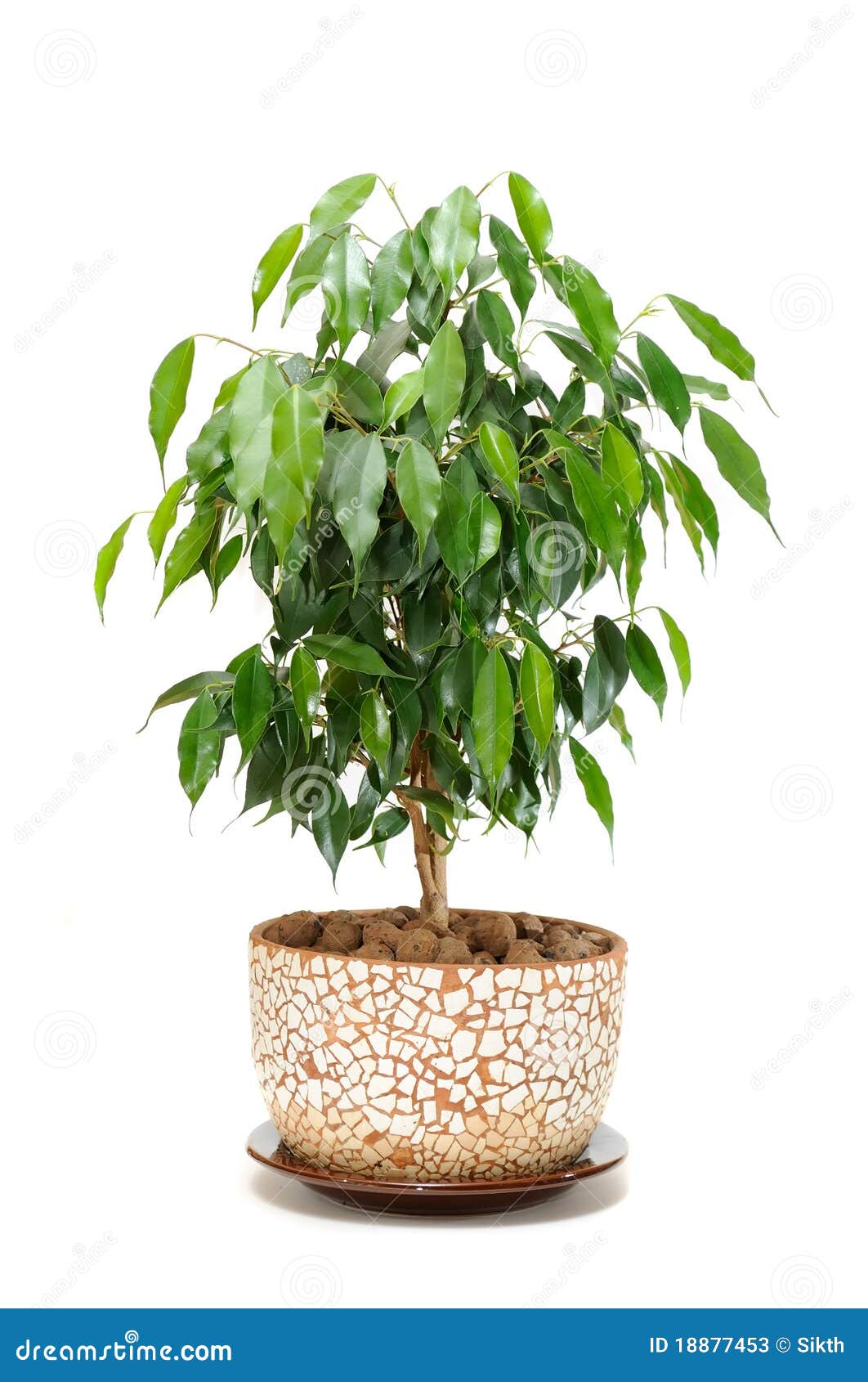 Ficus Benjamina Plant Also Known As Weeping Fig, Chinese Banyan ...