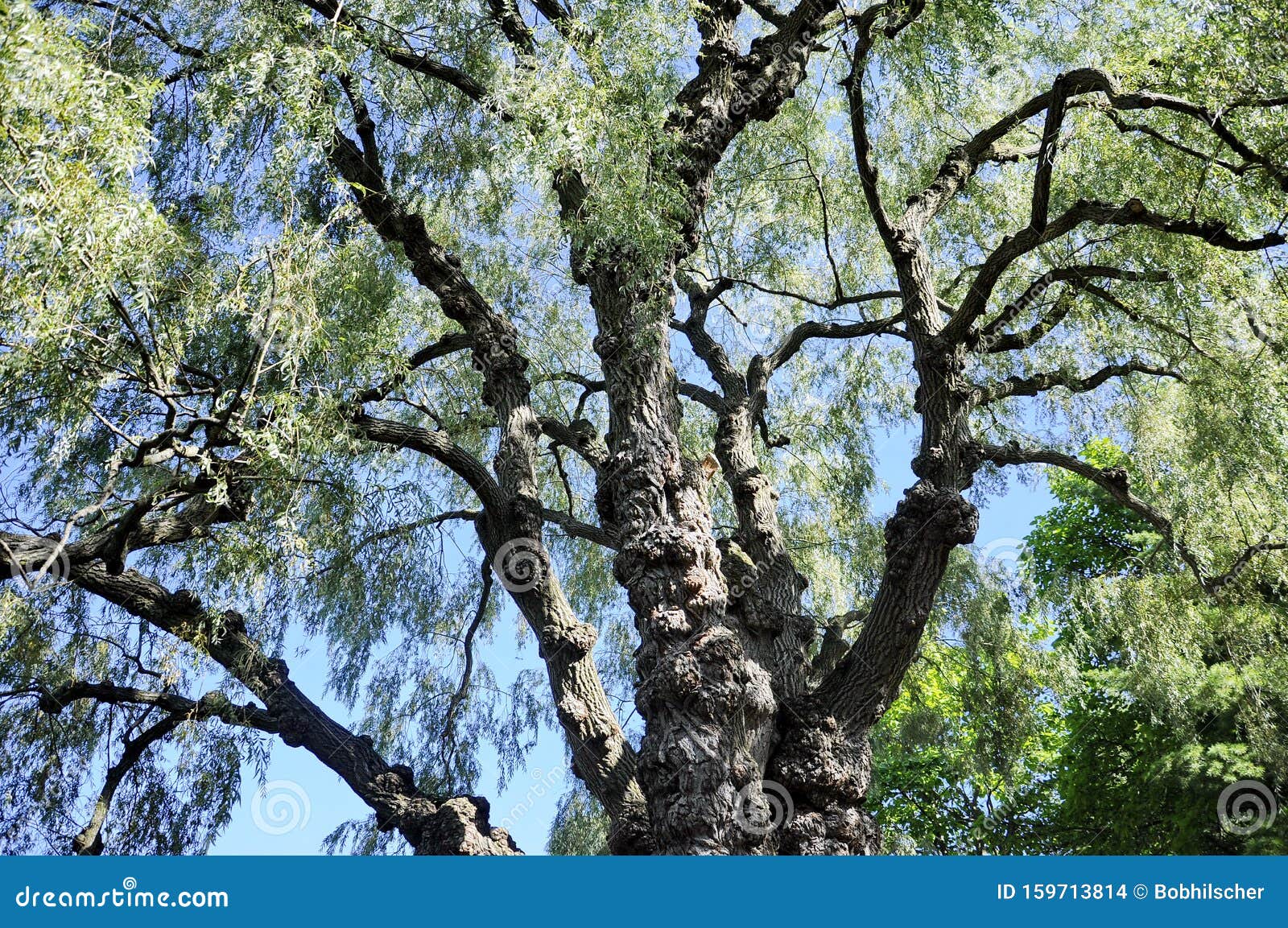 Weeping Golden Willow Tree stock photo. Image of landscape - 159713814
