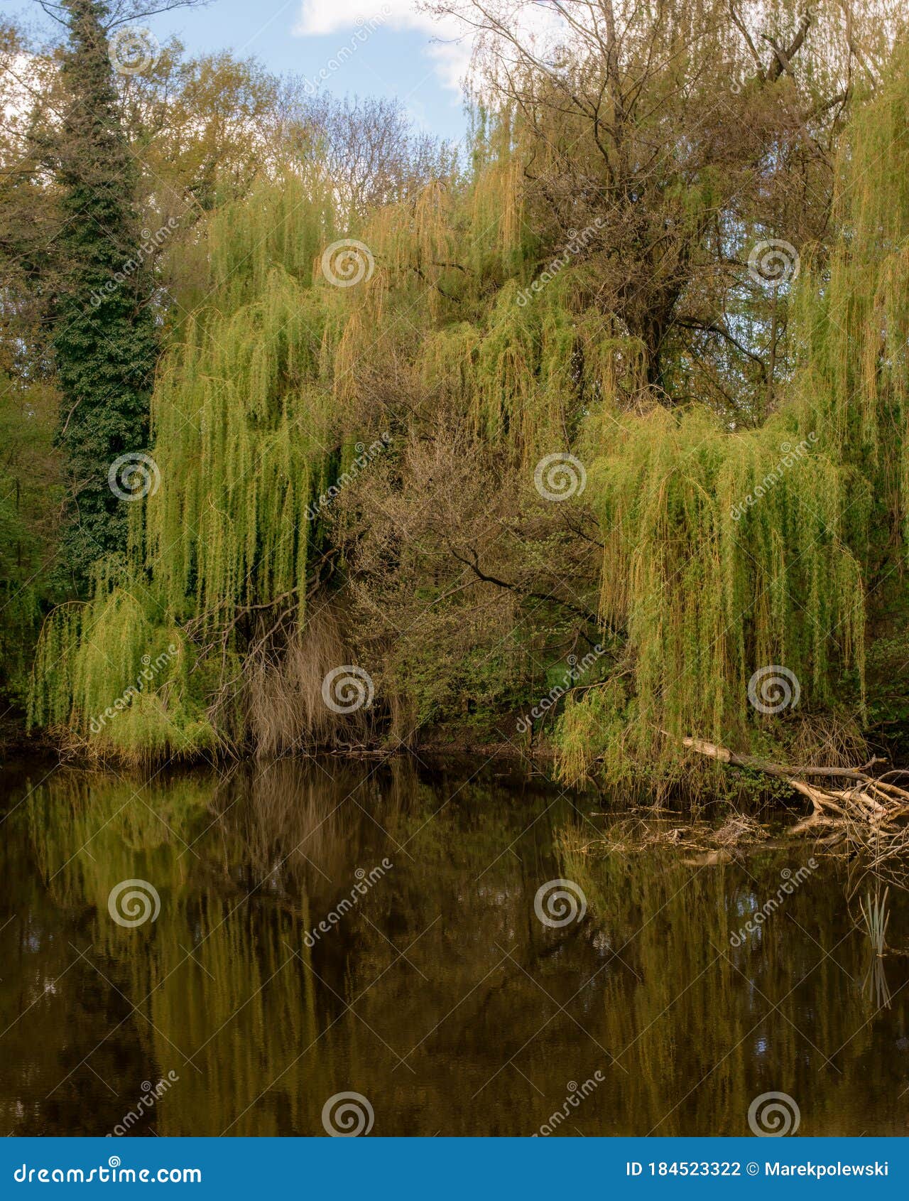 Weeping Golden Willow at the Wild Forest Lake Stock Photo - Image of ...