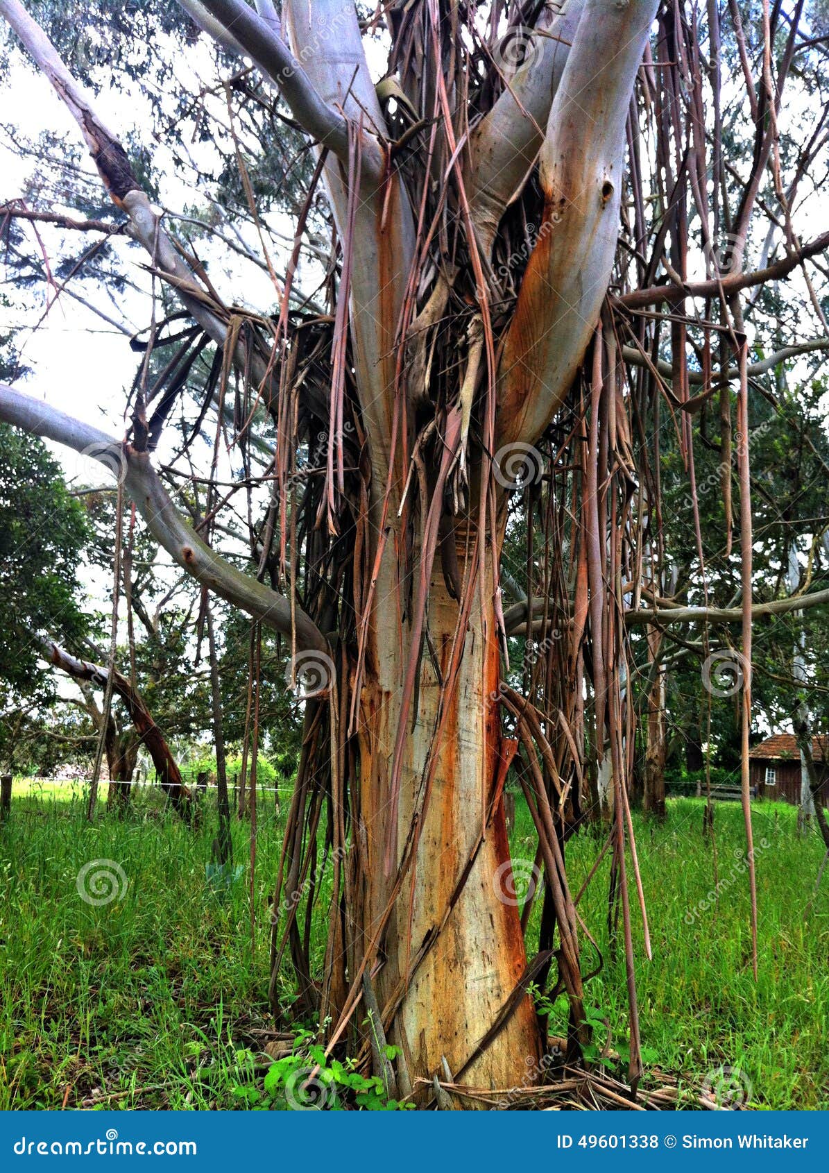 Weeping Gum Tree stock photo. Image of australia, eucalyptus - 49601338