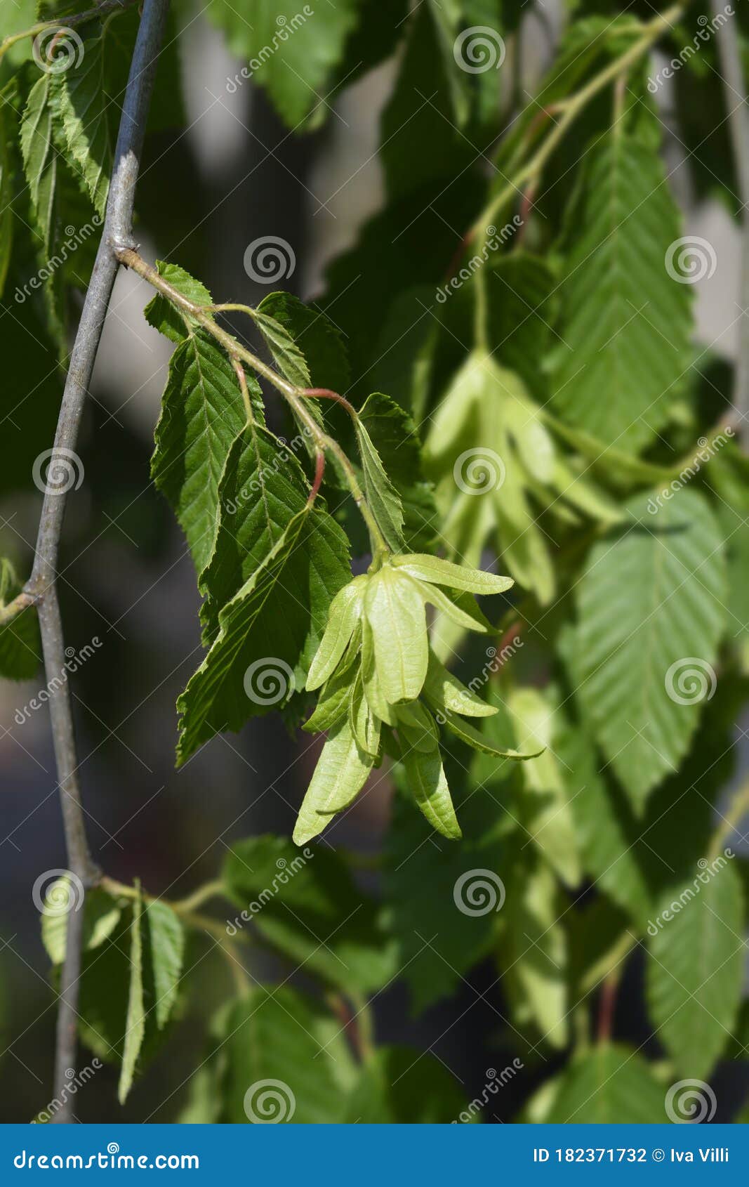 Weeping hornbeam stock photo. Image of leaf, tree, branch - 182371732