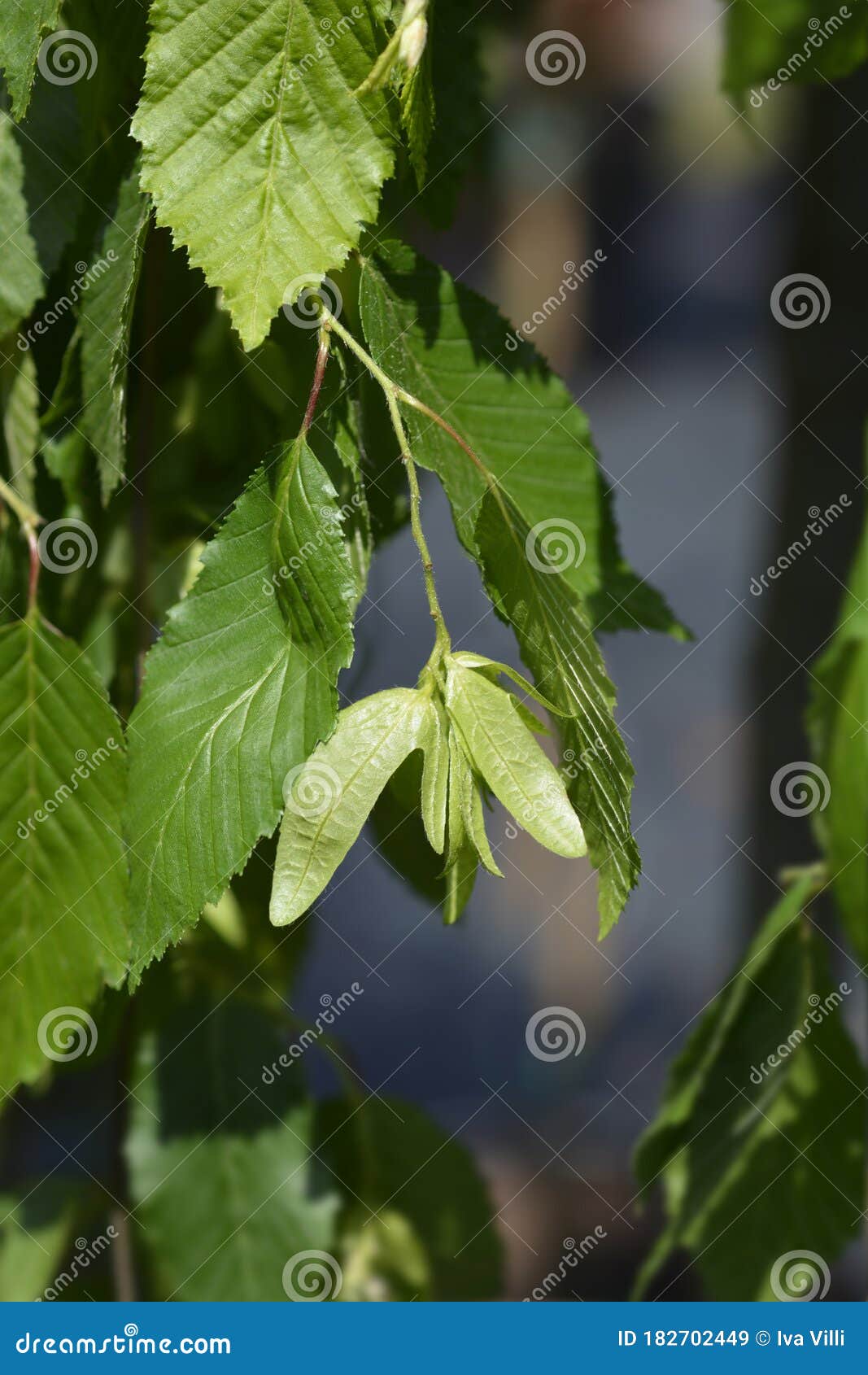 Weeping hornbeam stock image. Image of beech, weeping - 182702449