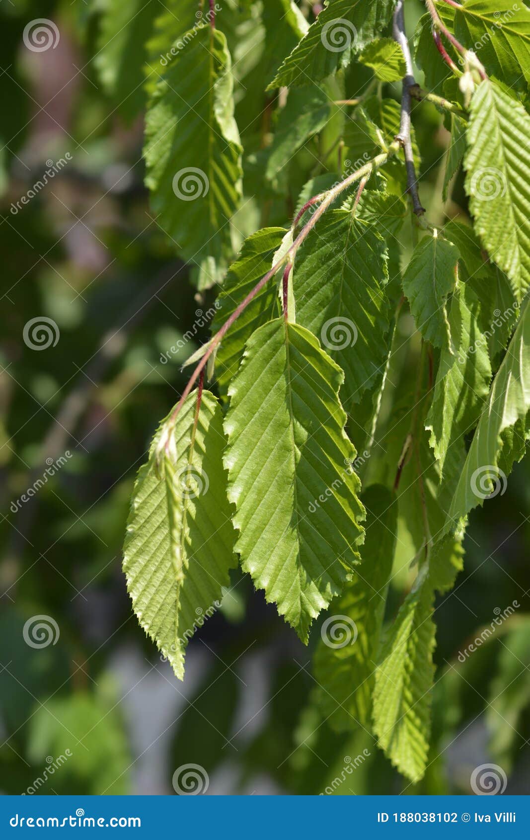 Weeping hornbeam stock photo. Image of hornbeam, betulus - 188038102