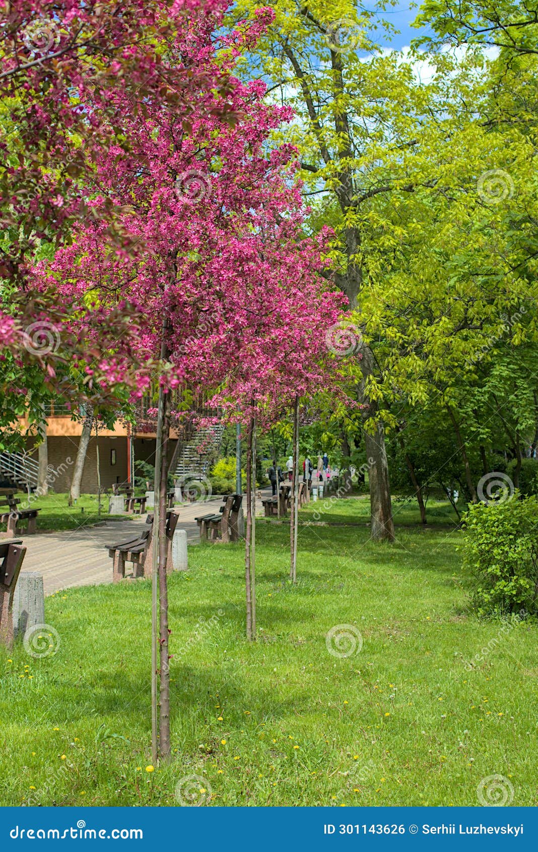 A Weeping Japanese Crabapple Tree in Full Bloom. Stock Photo - Image of ...