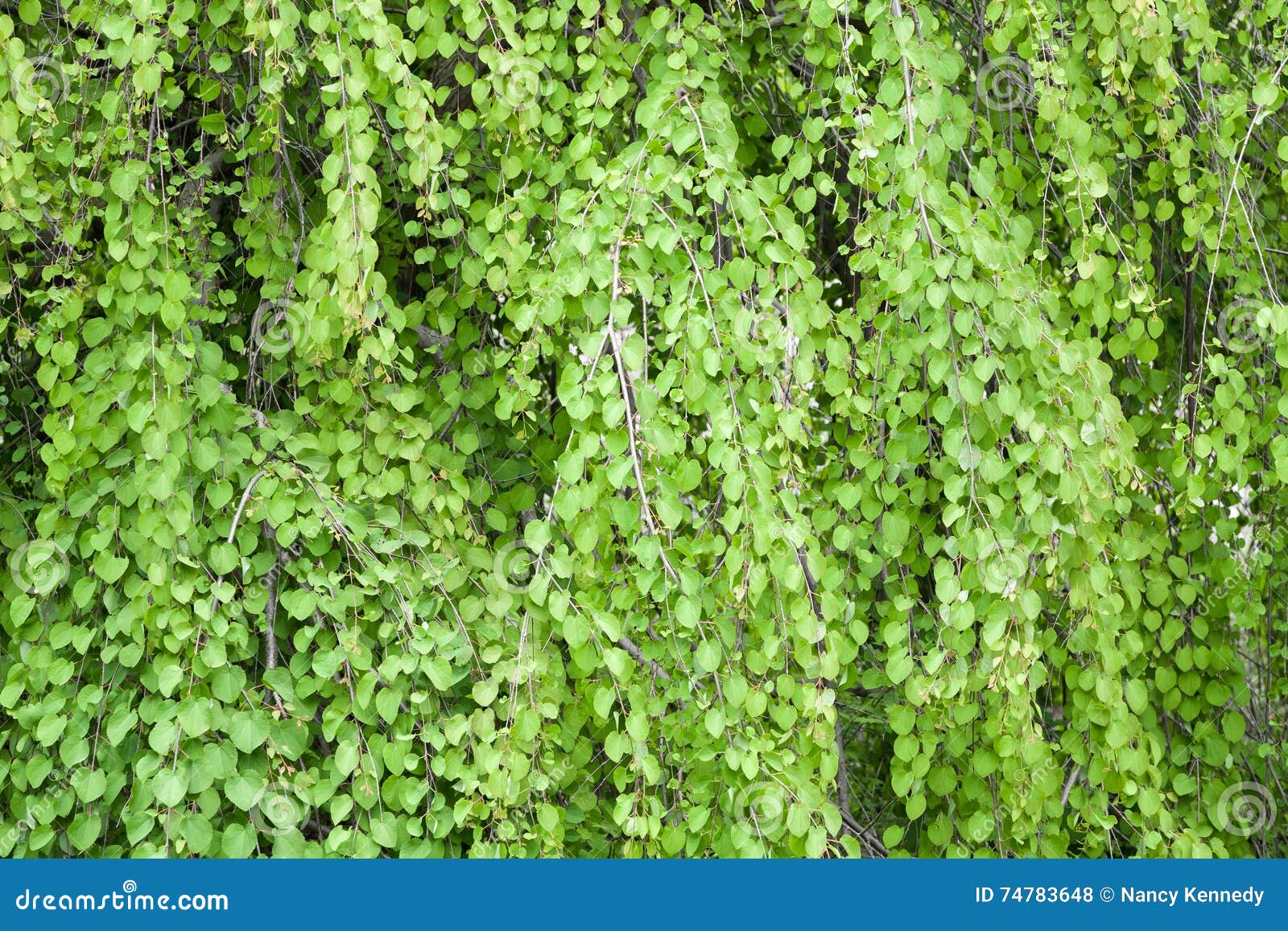 Weeping Katsura Tree Cercidiphyllum Japonicum Pendulum Heart-shaped ...