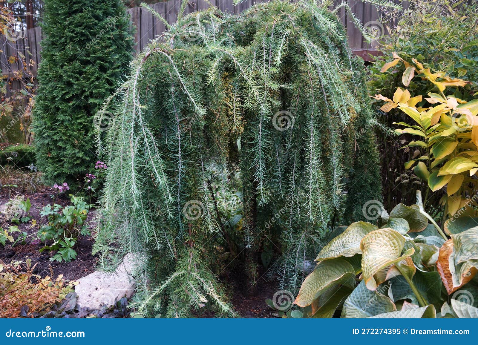 Weeping Larch in Landscape Design Close Up Stock Image - Image of ...