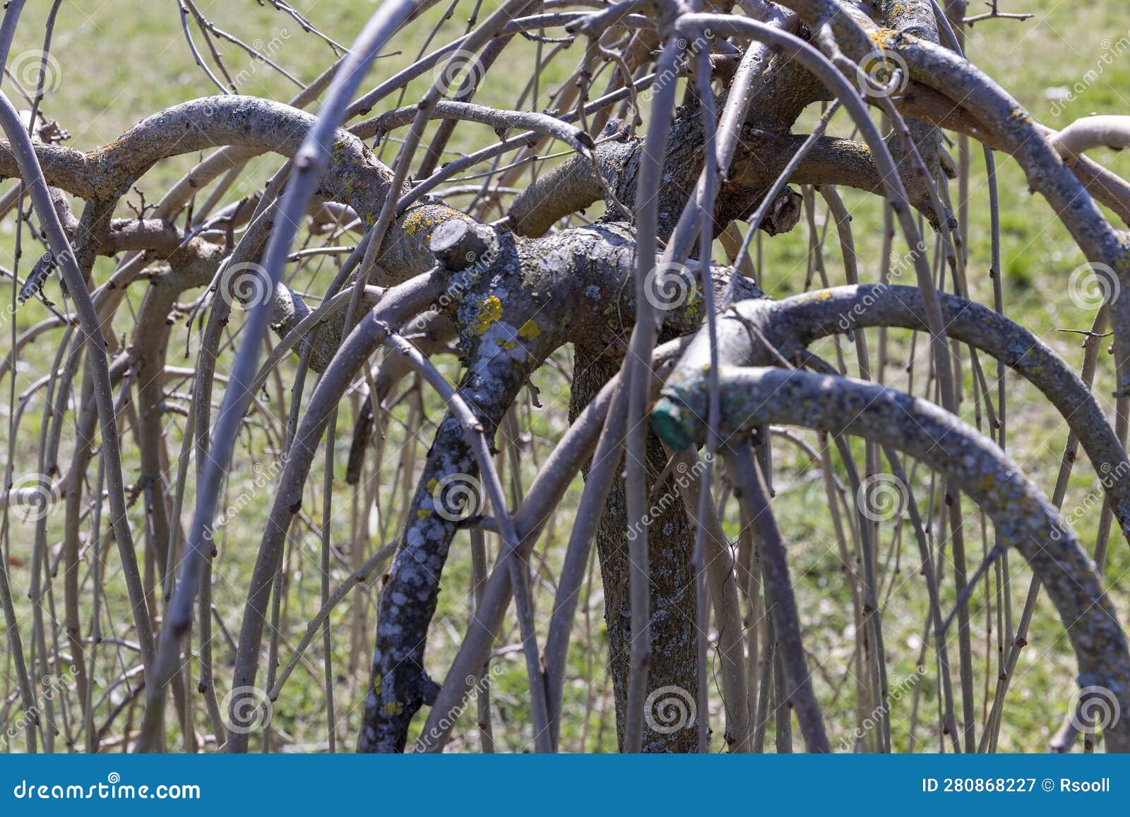 Weeping Mulberry Tree in Sunny Weather in Early Spring Stock Image ...