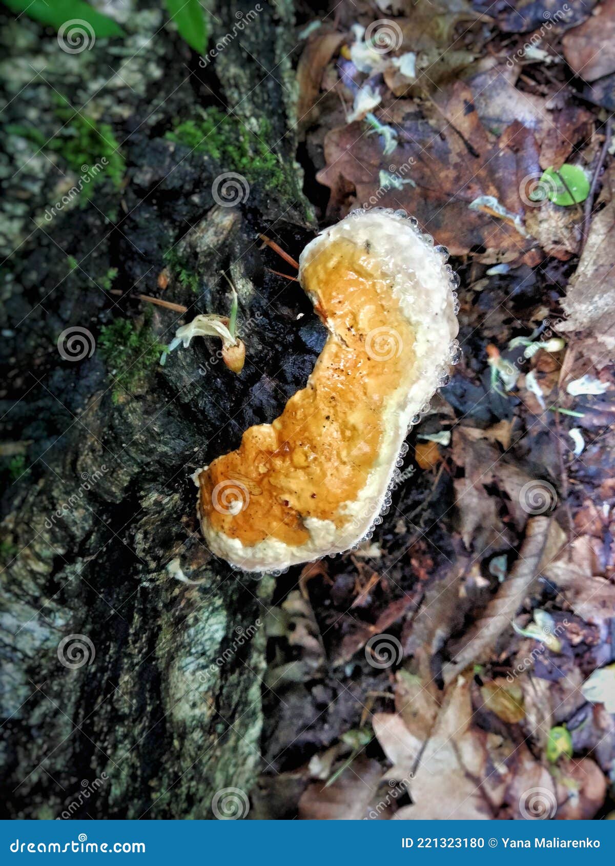 Weeping mushroom stock photo. Image of lacquered, floor - 221323180