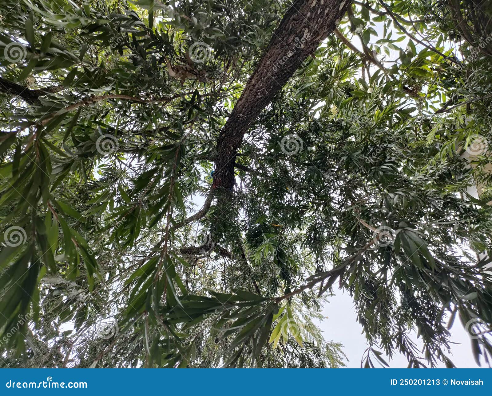 Weeping Paperbark Stock Photos - Free & Royalty-Free Stock Photos from ...