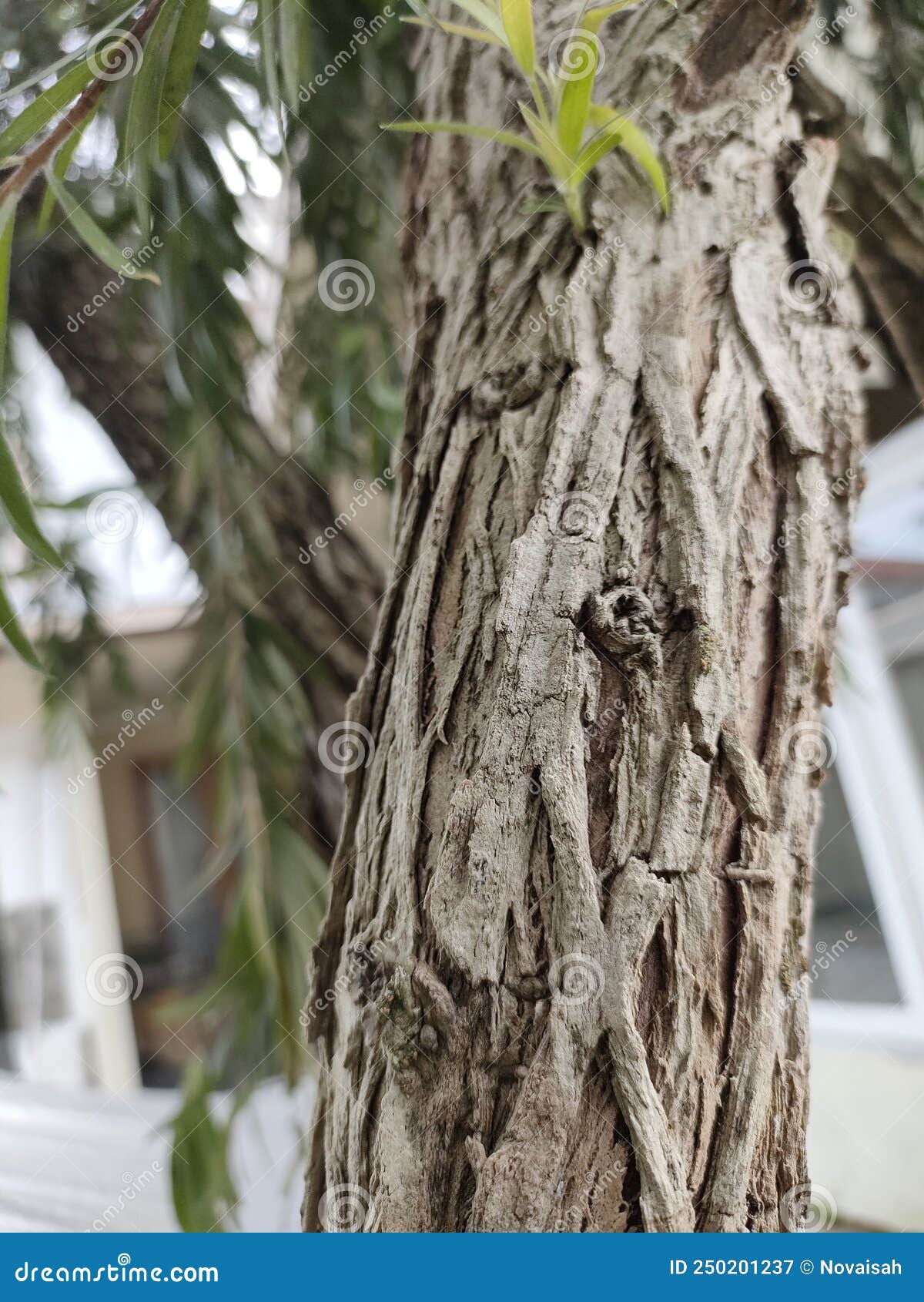 Paperbark Texture Stock Photo | CartoonDealer.com #9885834