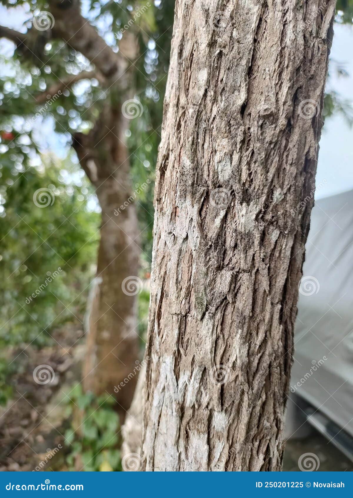 Paperbark Texture Stock Photo | CartoonDealer.com #9885834