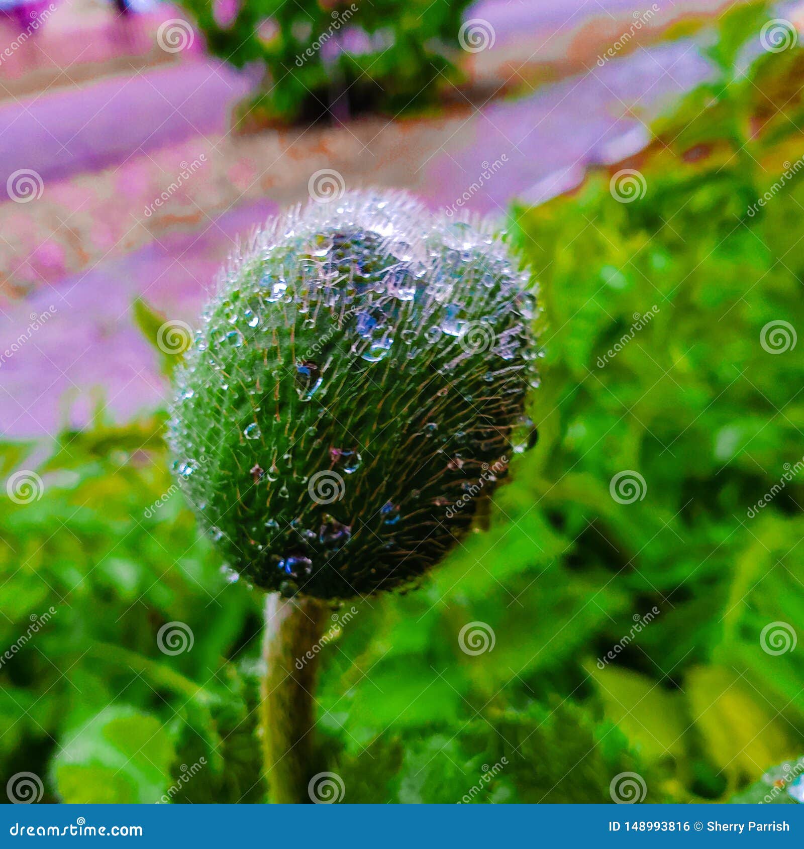 Weeping Patel stock photo. Image of flower, patel, weeping - 148993816