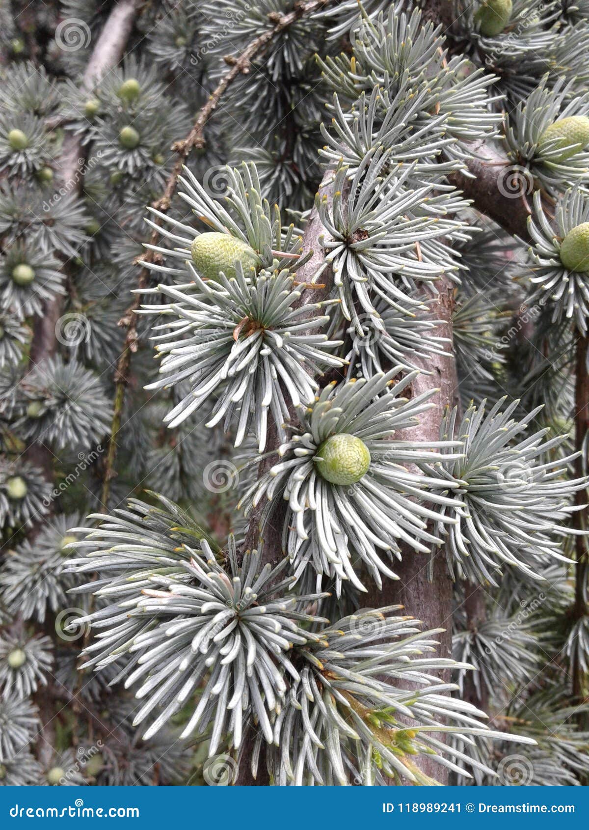 Closeup Of Weeping Wound, Thermal Burn, Trophic Ulcer On Female Leg ...
