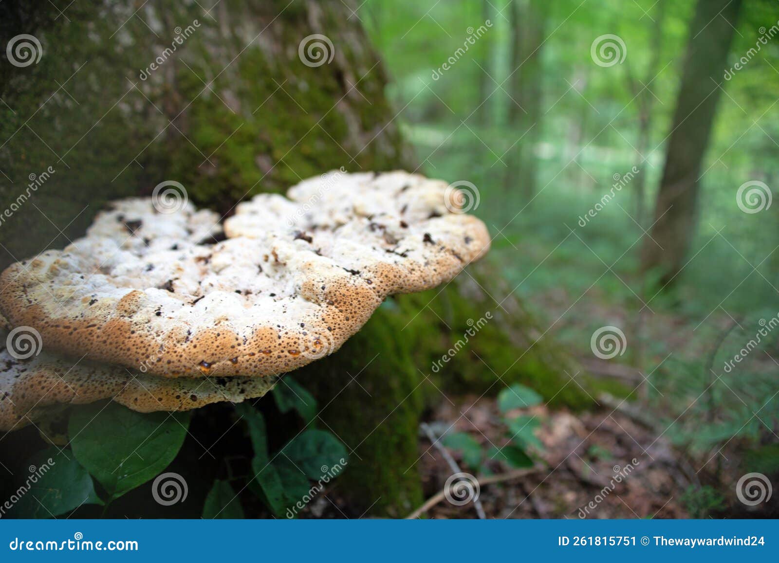 A Weeping Polypore Attached To a Tree Stock Image - Image of leaking ...