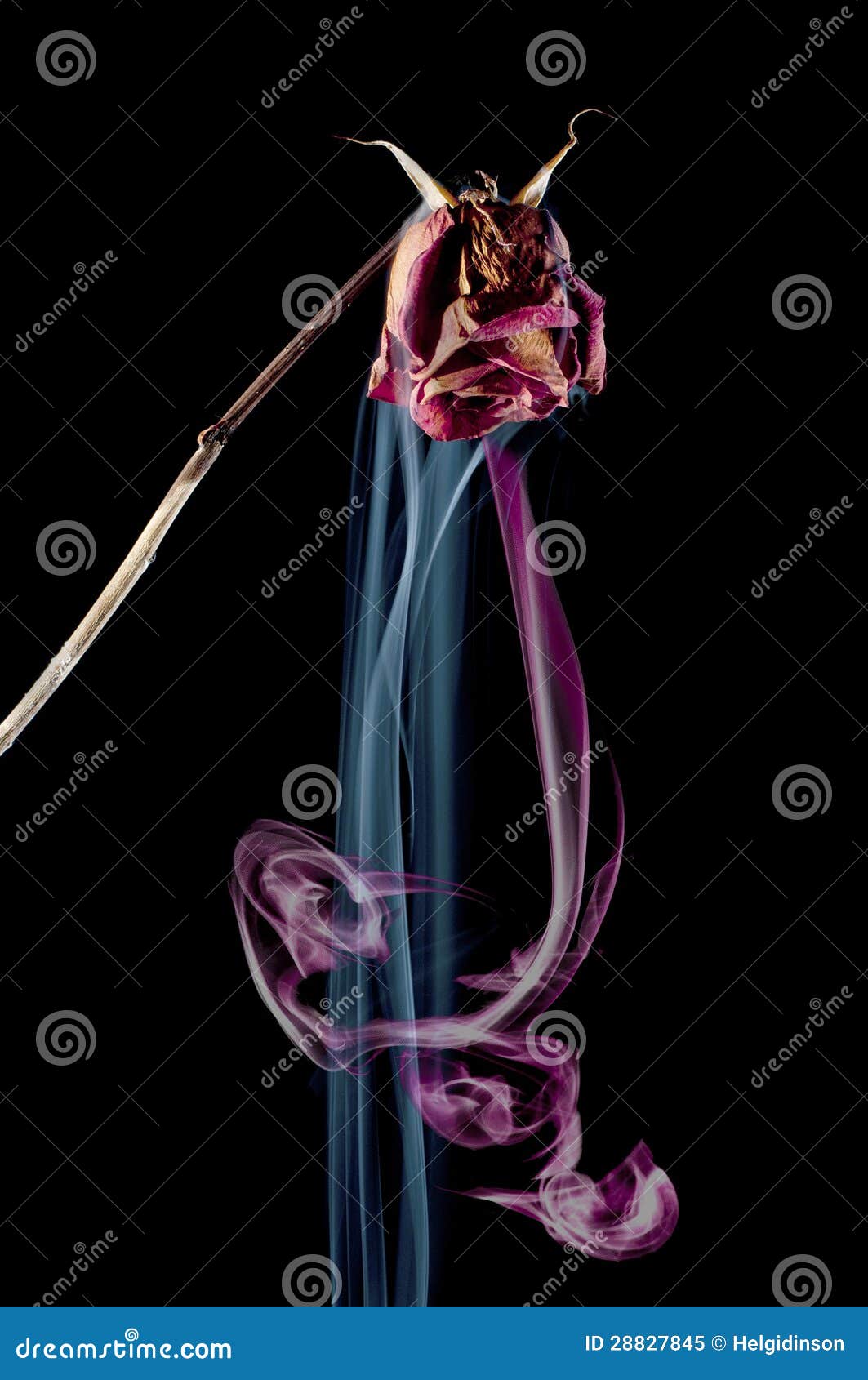 Dynamic Row Of Weeping Willow Trees Surrounded By Royalty-Free Stock ...