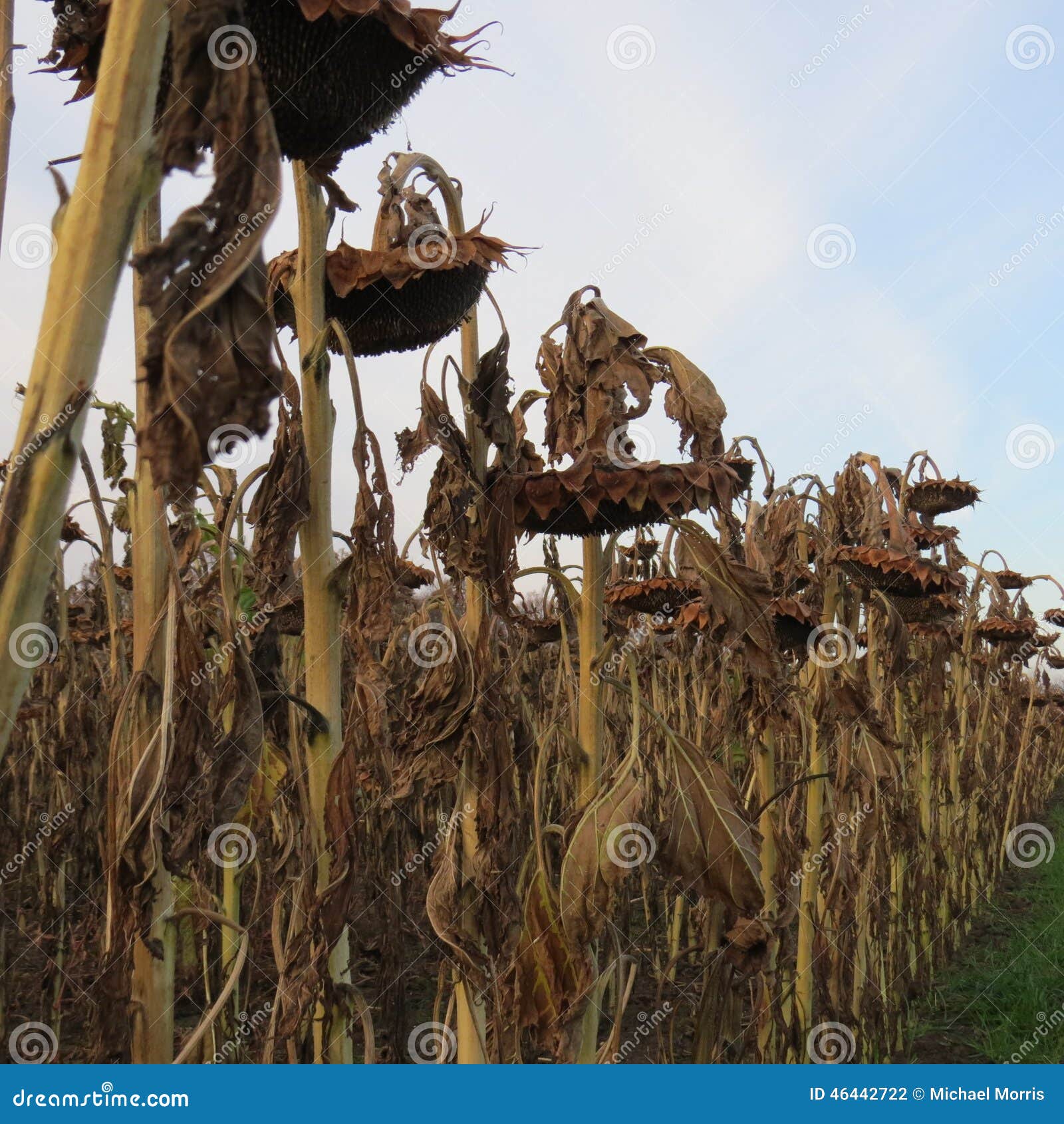 Weeping Sunflowers Times Two. Stock Photo - Image of mossy, fairies ...