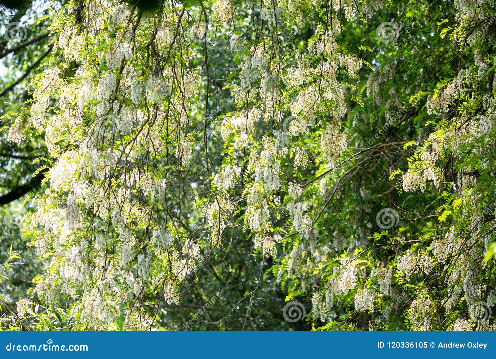 Weeping tree in blossom stock image. Image of beauty - 120336105