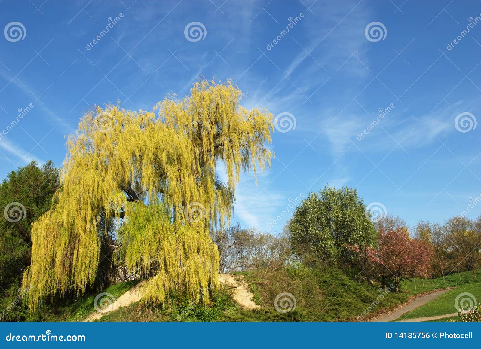 Weeping willow stock photo. Image of leafy, park, perspective - 14185756
