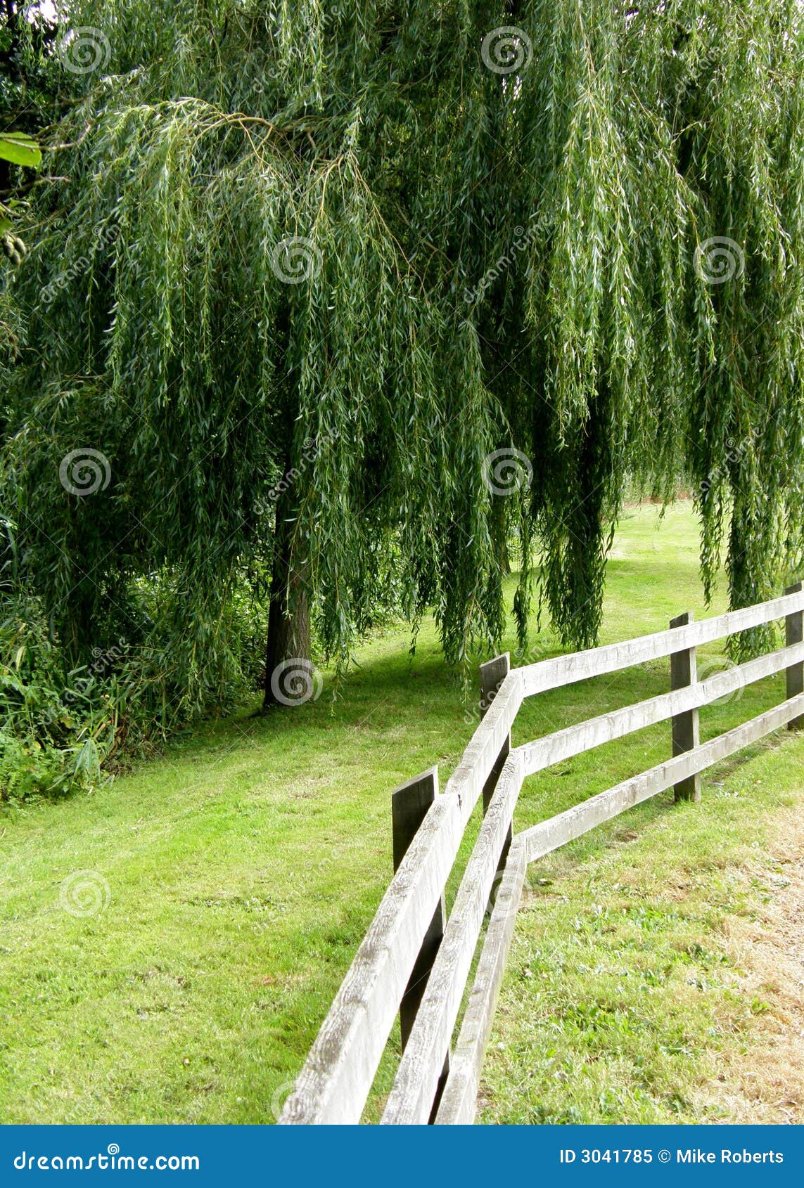 Weeping Willow stock image. Image of leaves, fence, countryside - 3041785